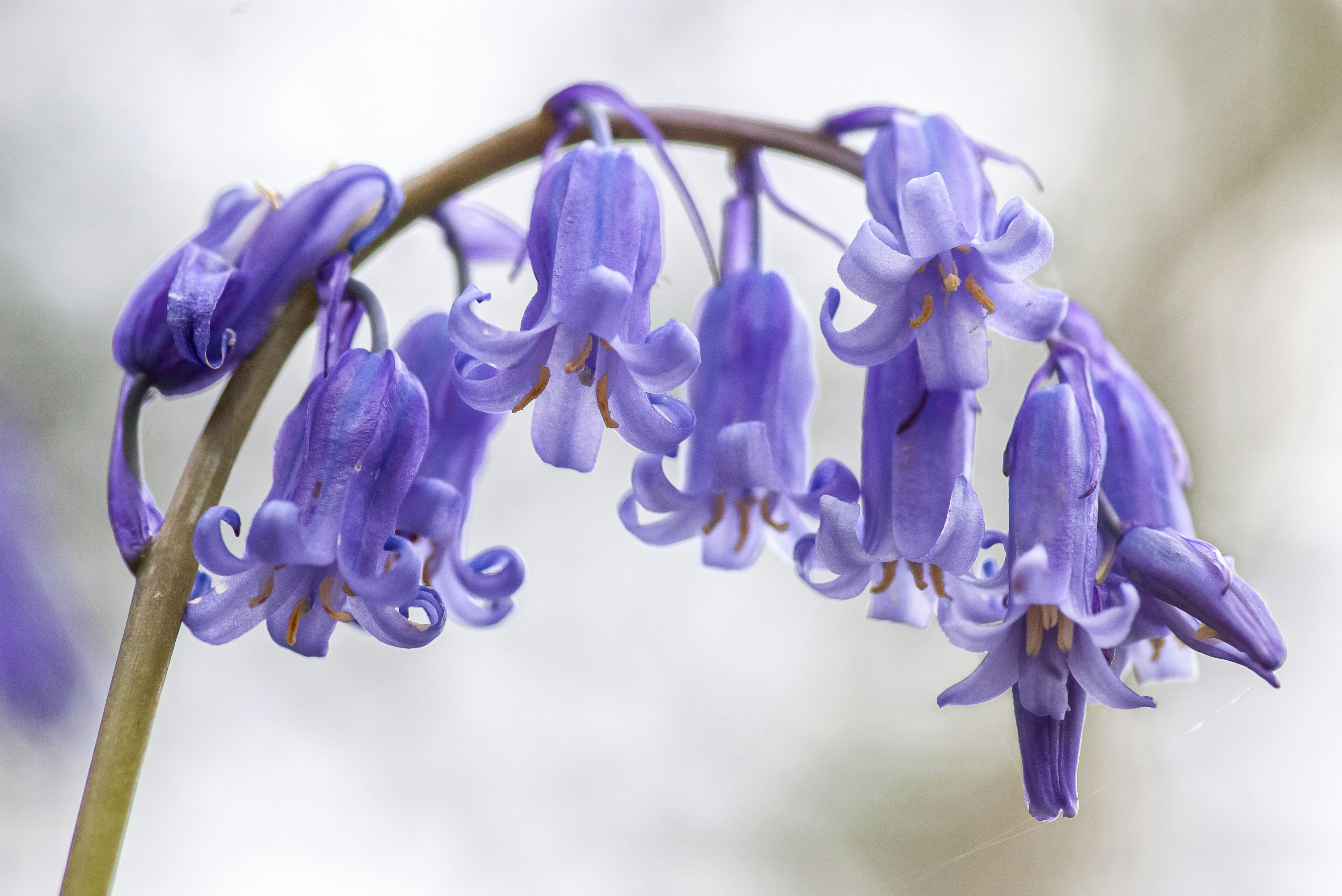 Bluebells in spring forest