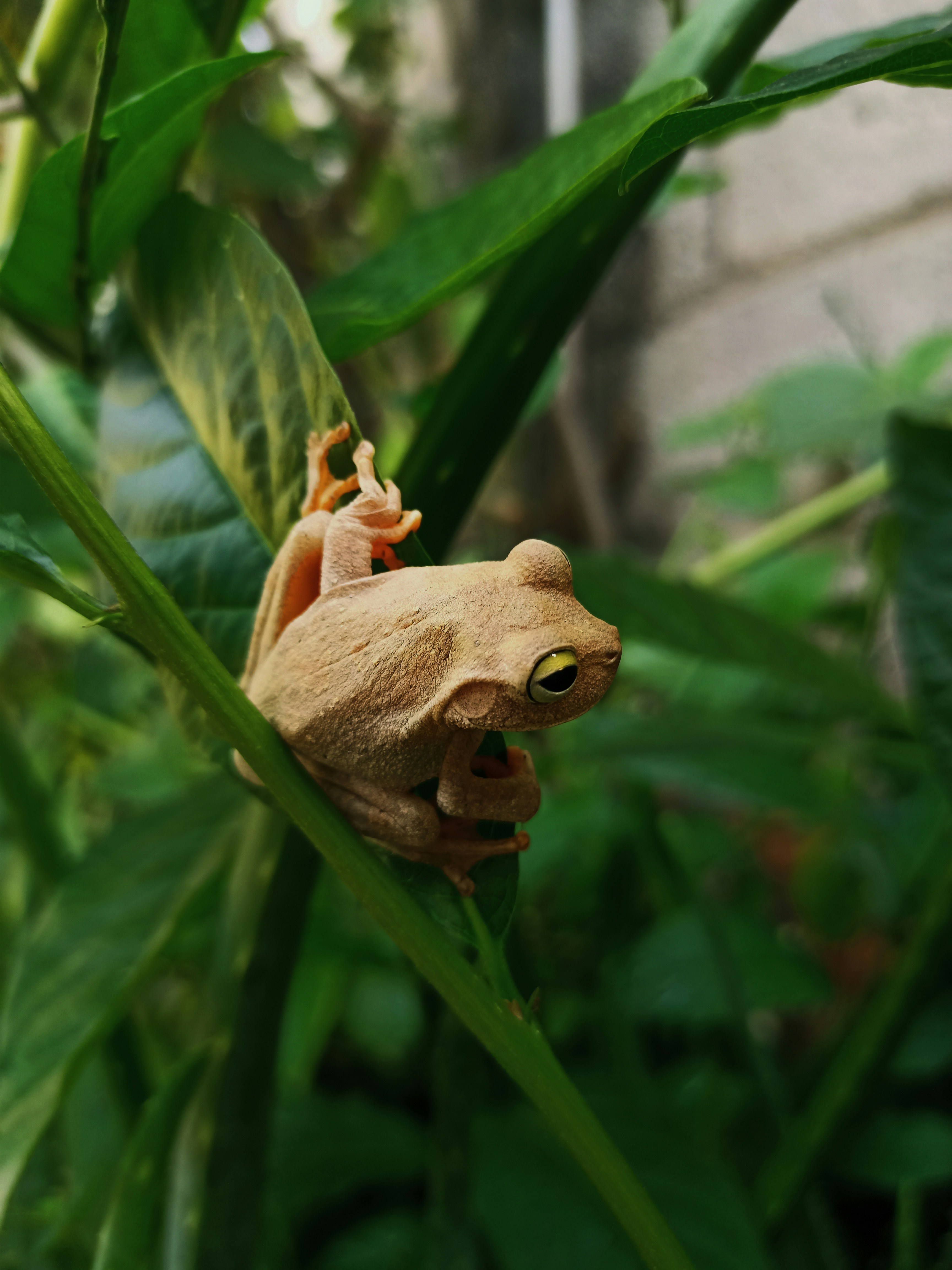 Close-up photograph of a brown tree frog gripping a green stem, with a sharp focus on its eye and a softly blurred leafy background.