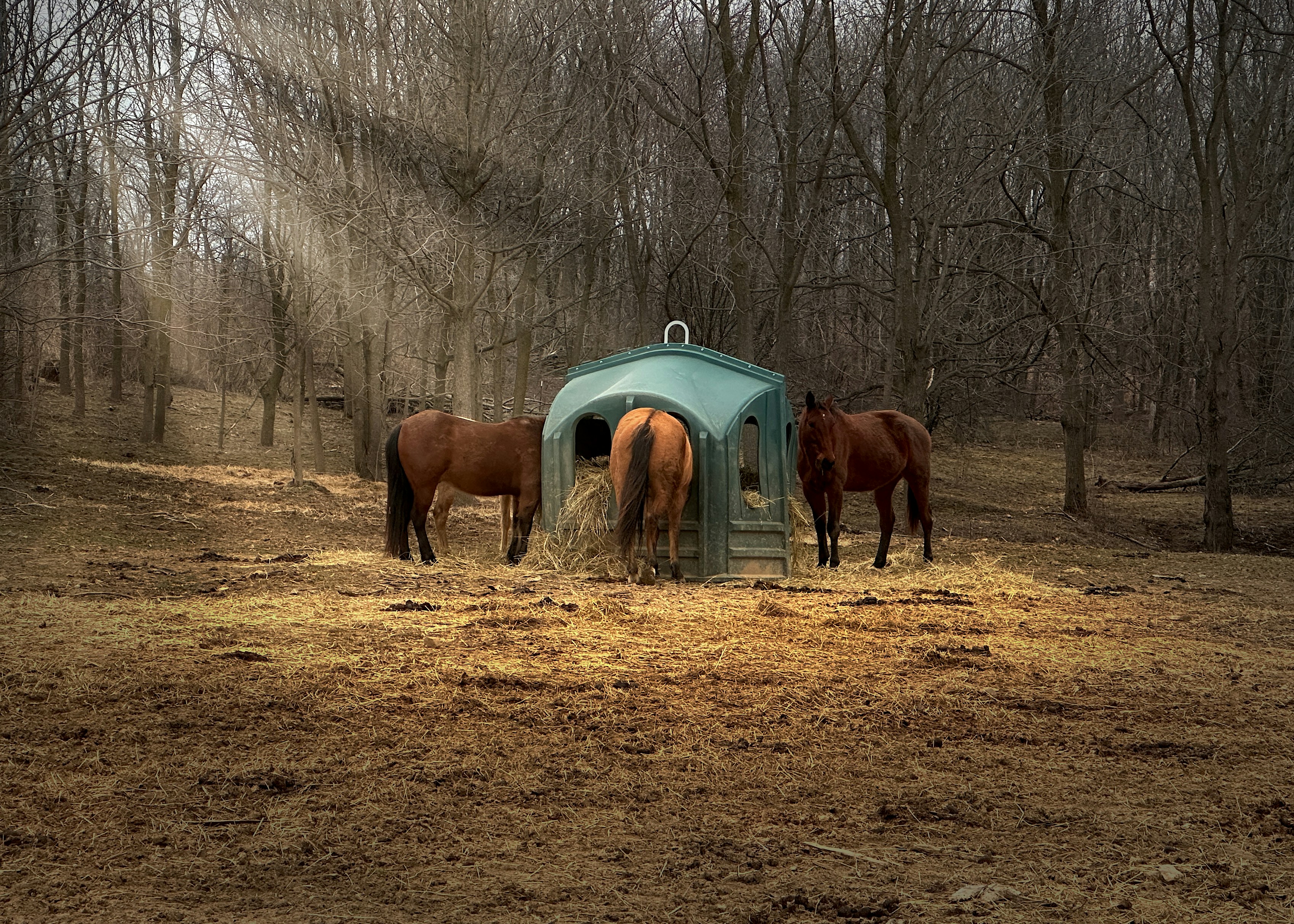 Teal Shelter, Quiet Hooves: A Leaf-Littered Forest Clearing