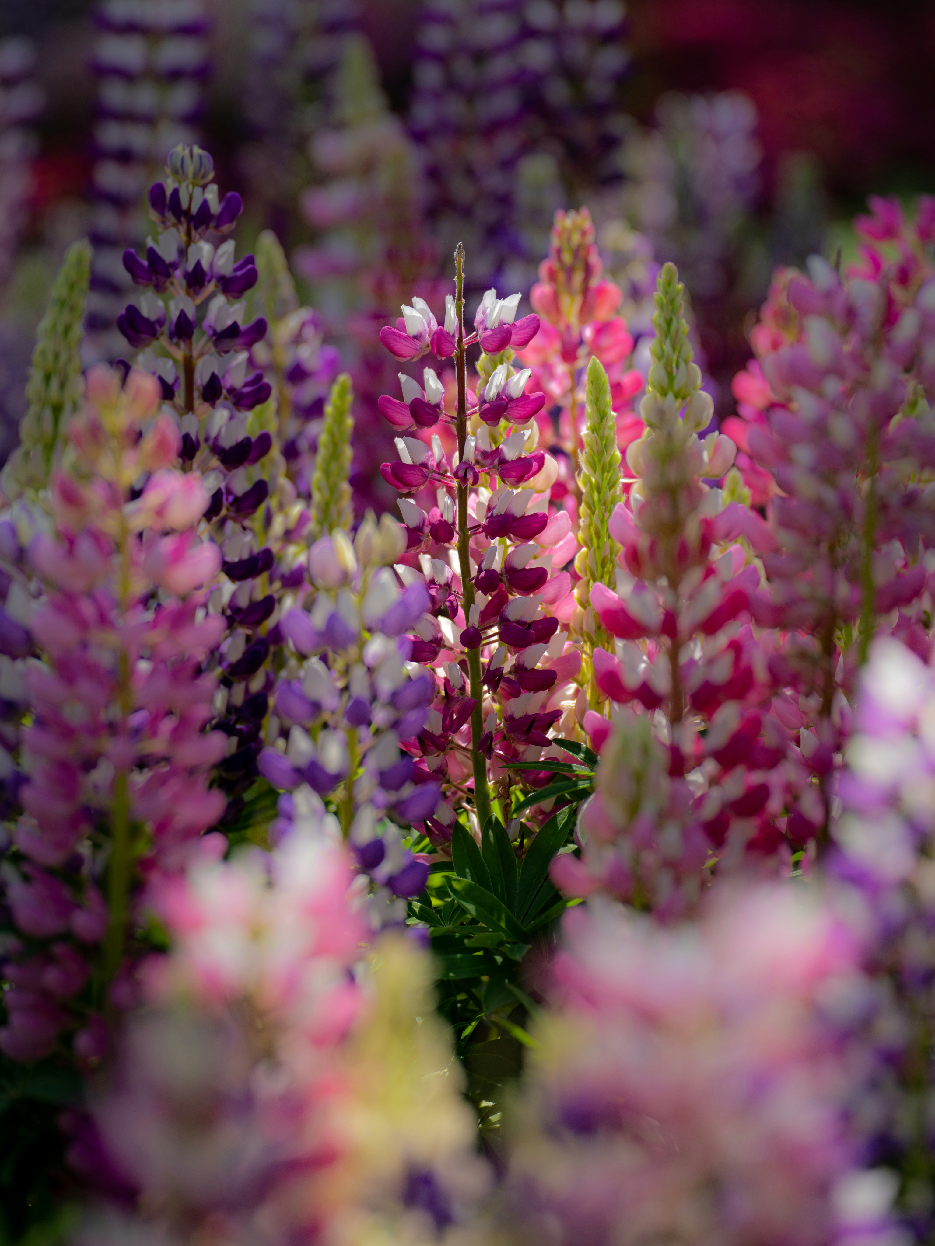 Vibrant lupines in various shades of pink and purple bathed in soft light, creating a harmonious floral display.