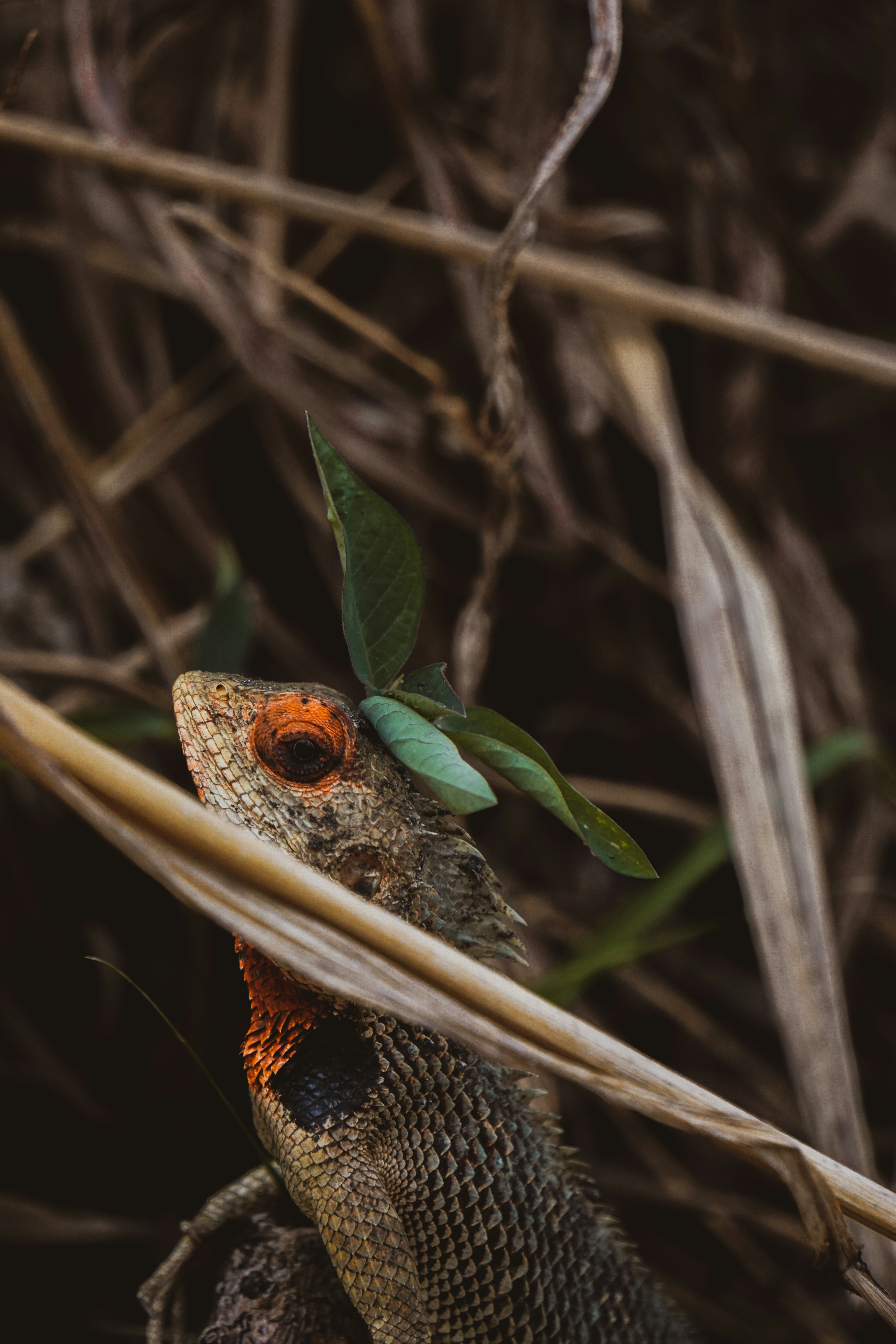 A close up of a lizard with a leaf on it's head photo – Free Aesthetic ...