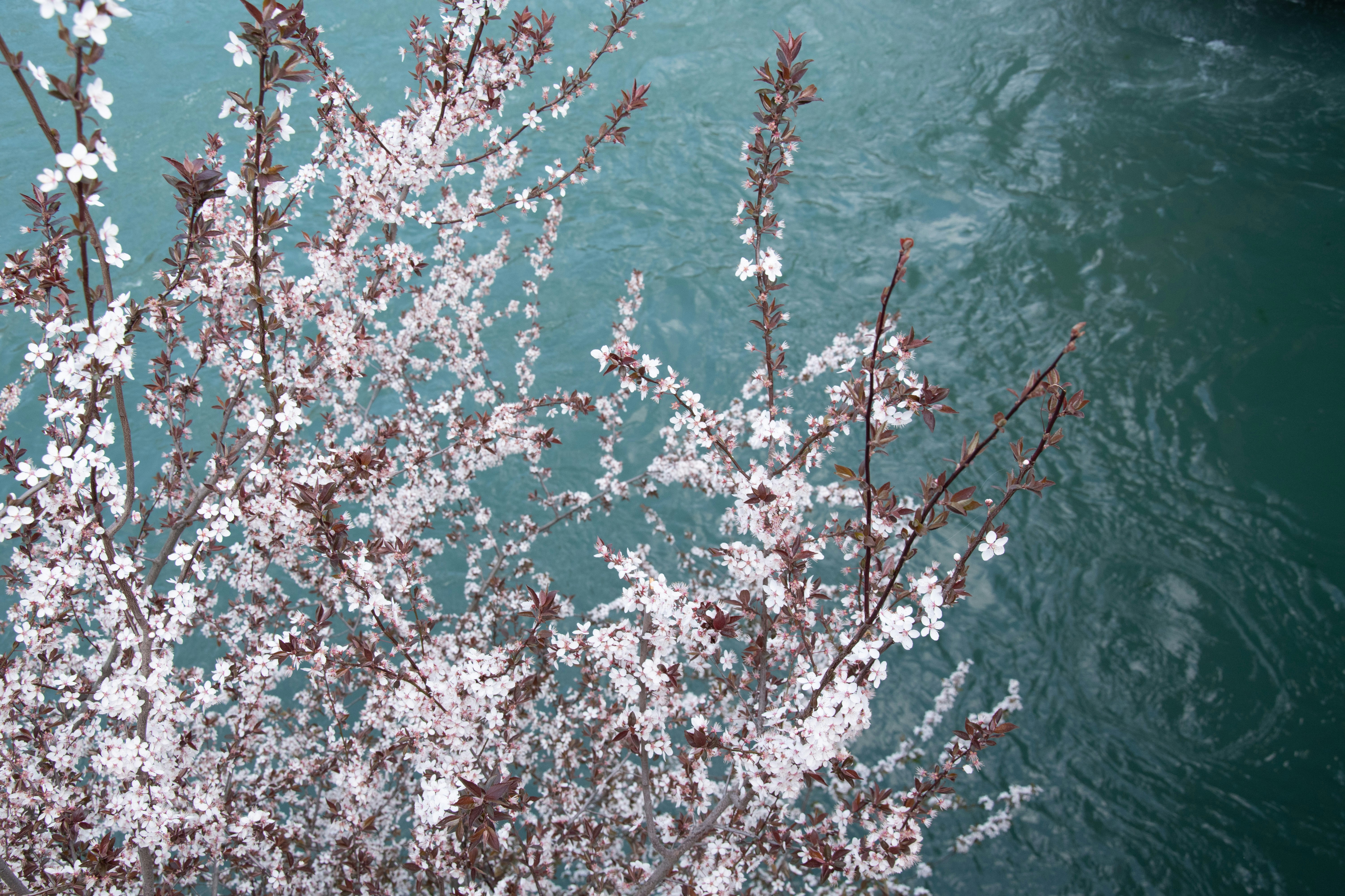 Whispering White Blossoms Over a Teal River