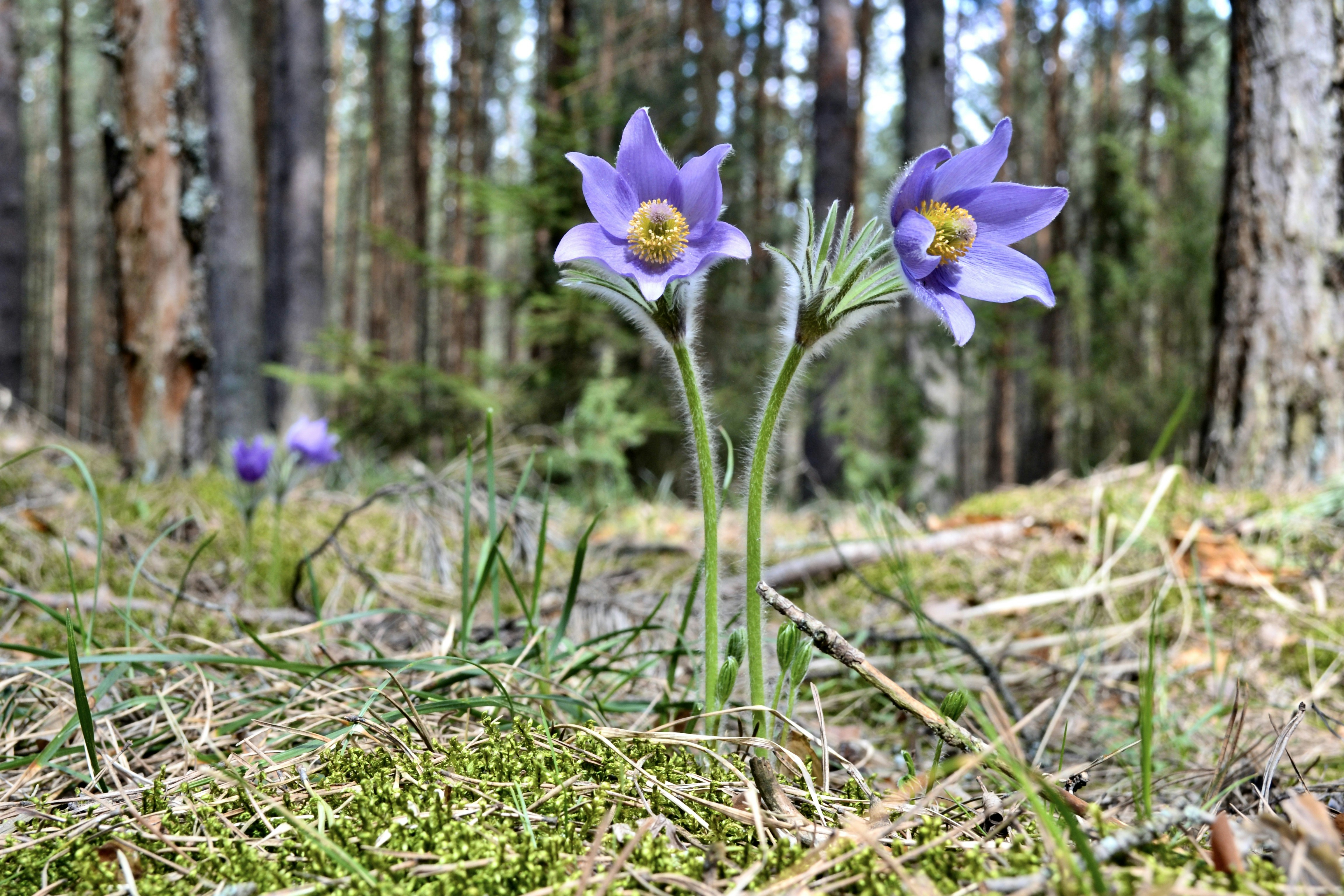 Two Violet Pasqueflowers Reaching Through the Pine Needle Carpet