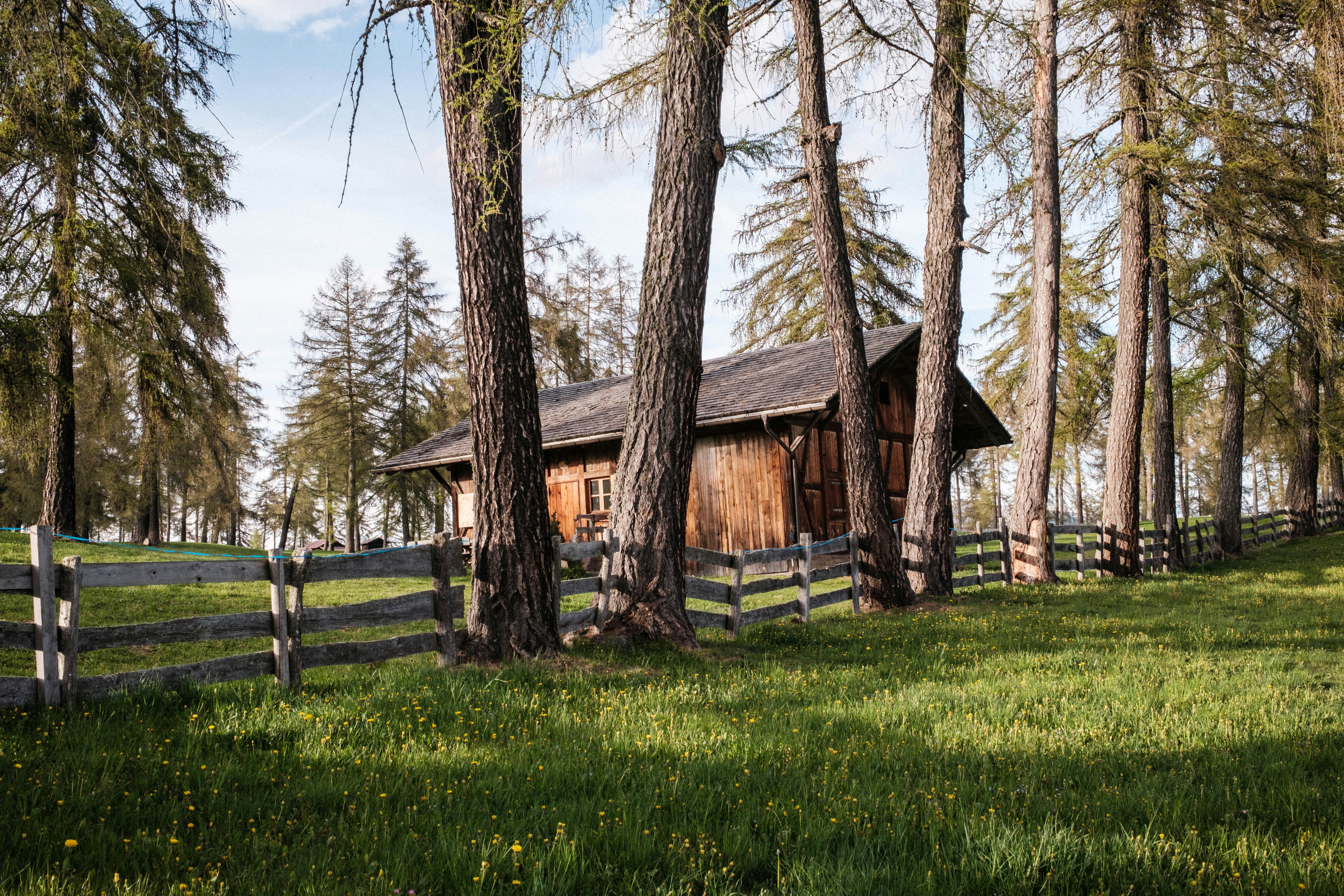 Timber Haven: A Quiet Cabin Beneath Noble Pines