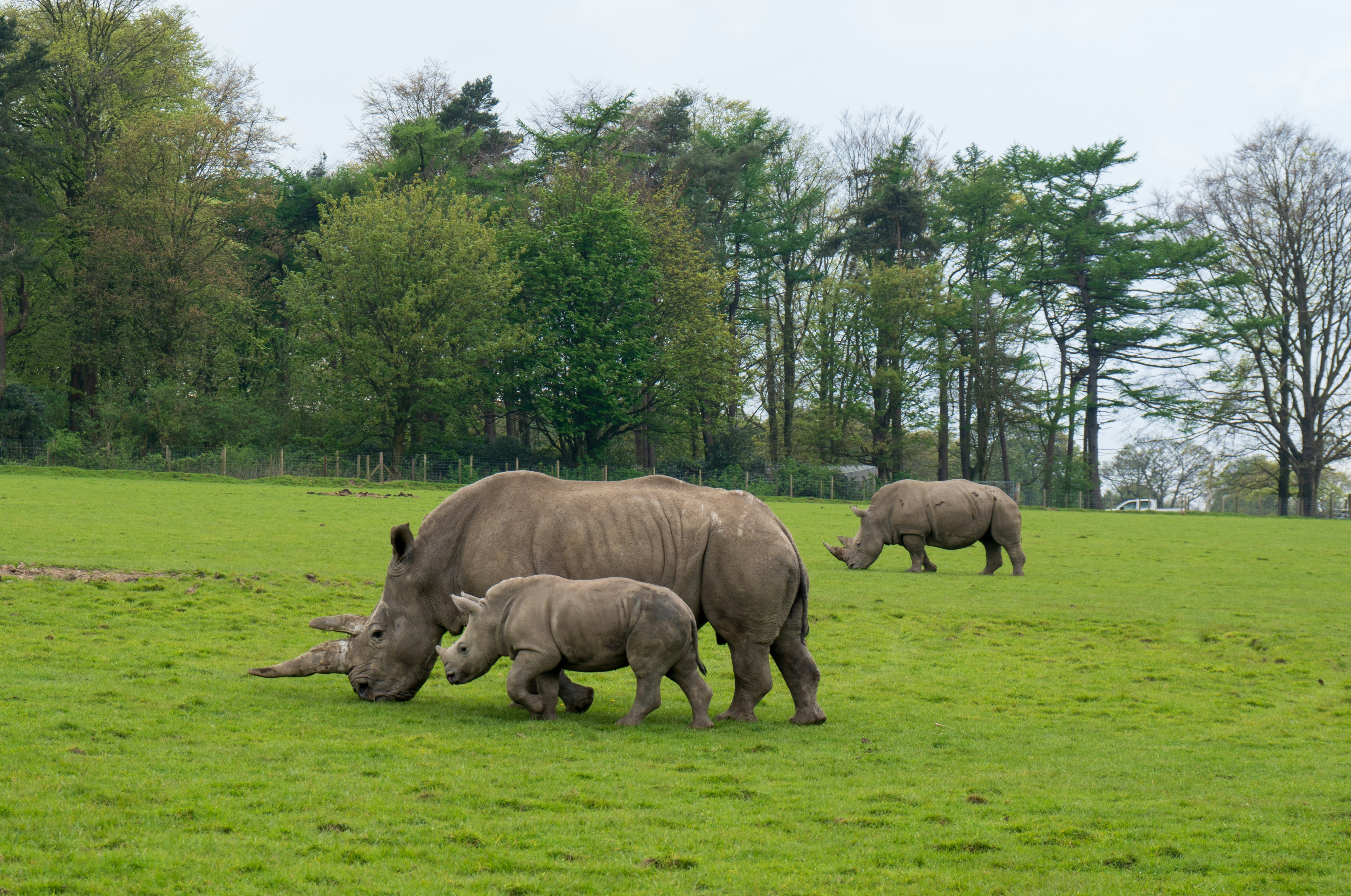 A group of rhinos grazing on grass in a field photo – Free Knowsley ...