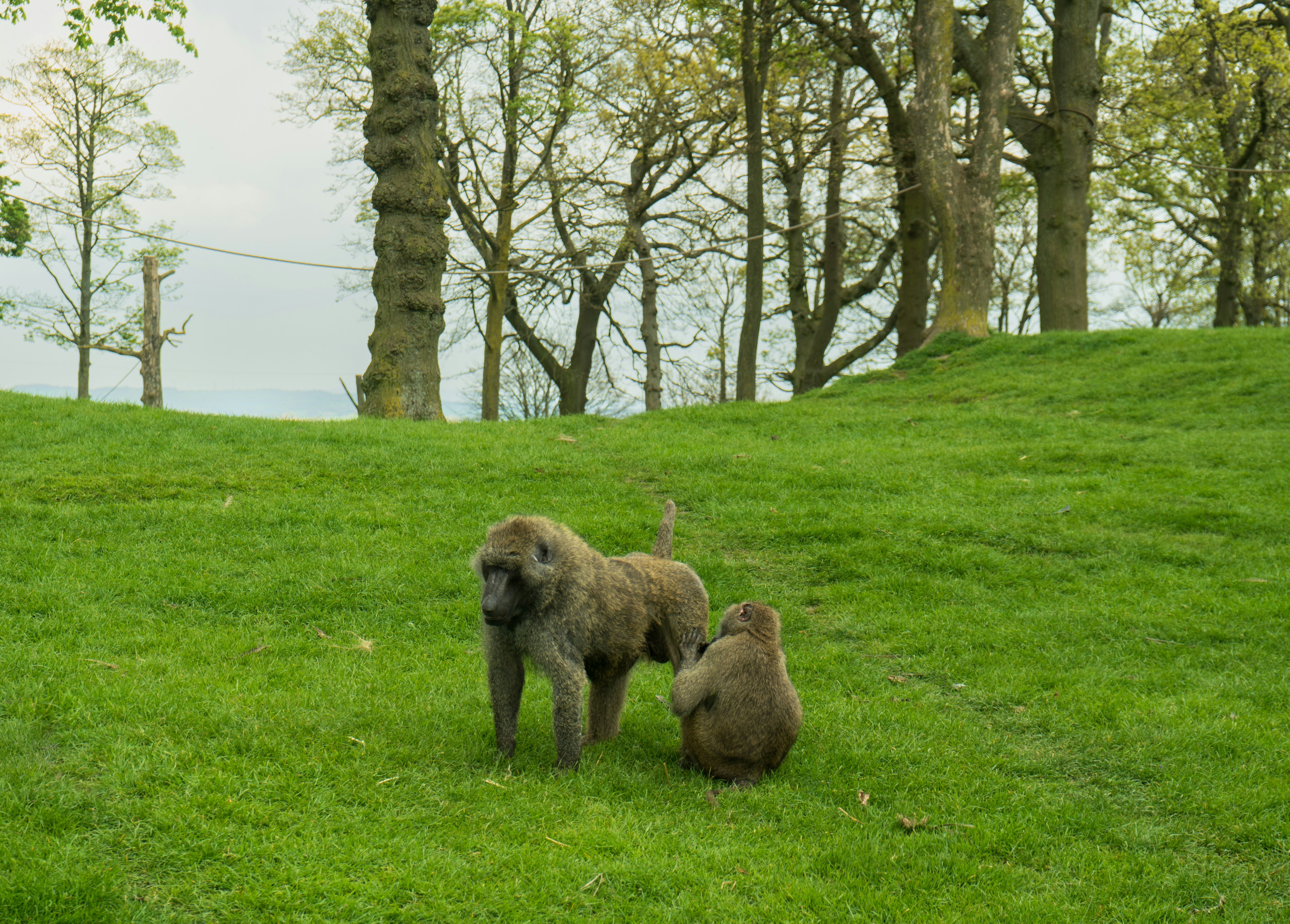 A couple of monkeys standing on top of a lush green field photo – Free ...