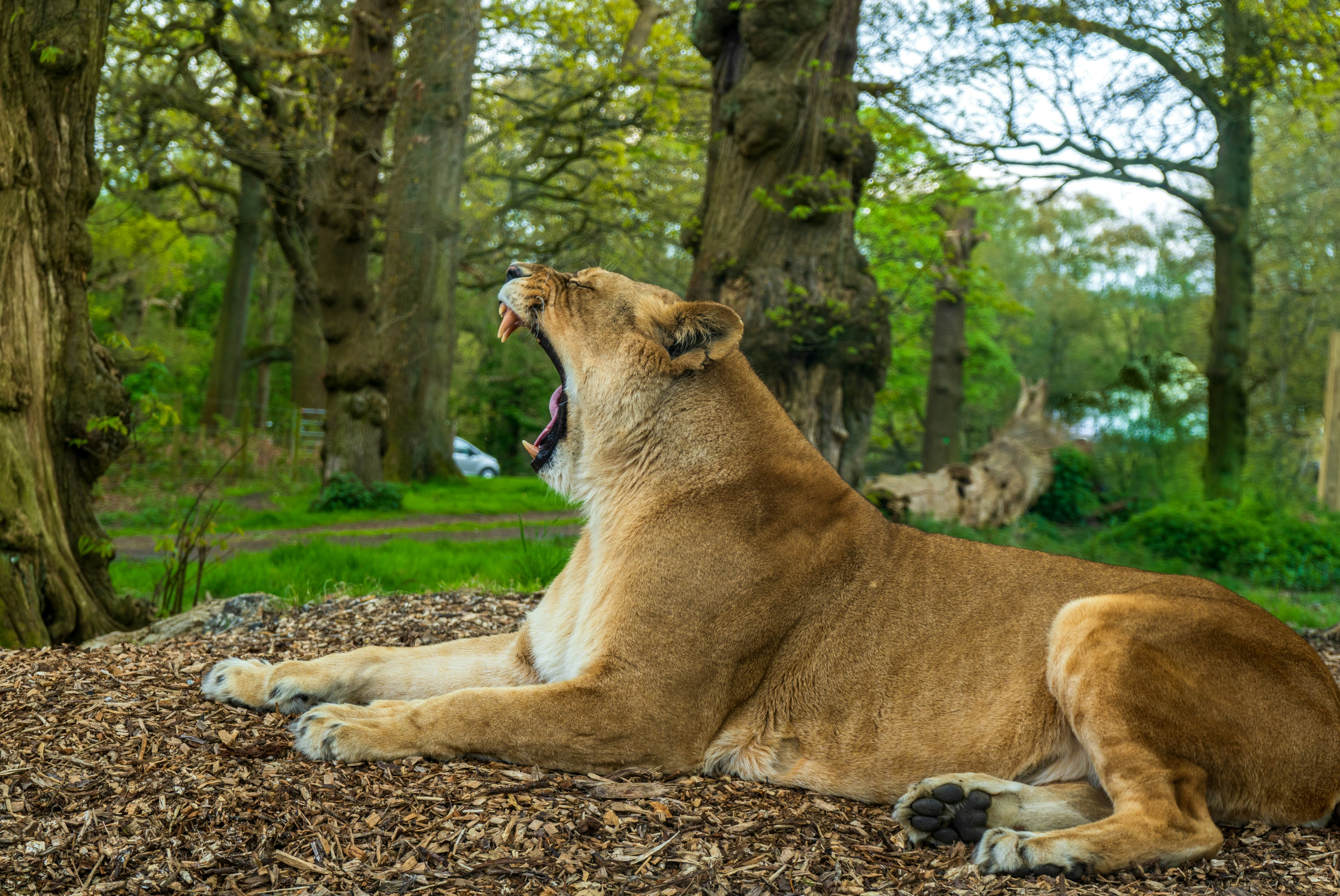 A large lion laying on top of a pile of wood photo – Free Knowsley ...