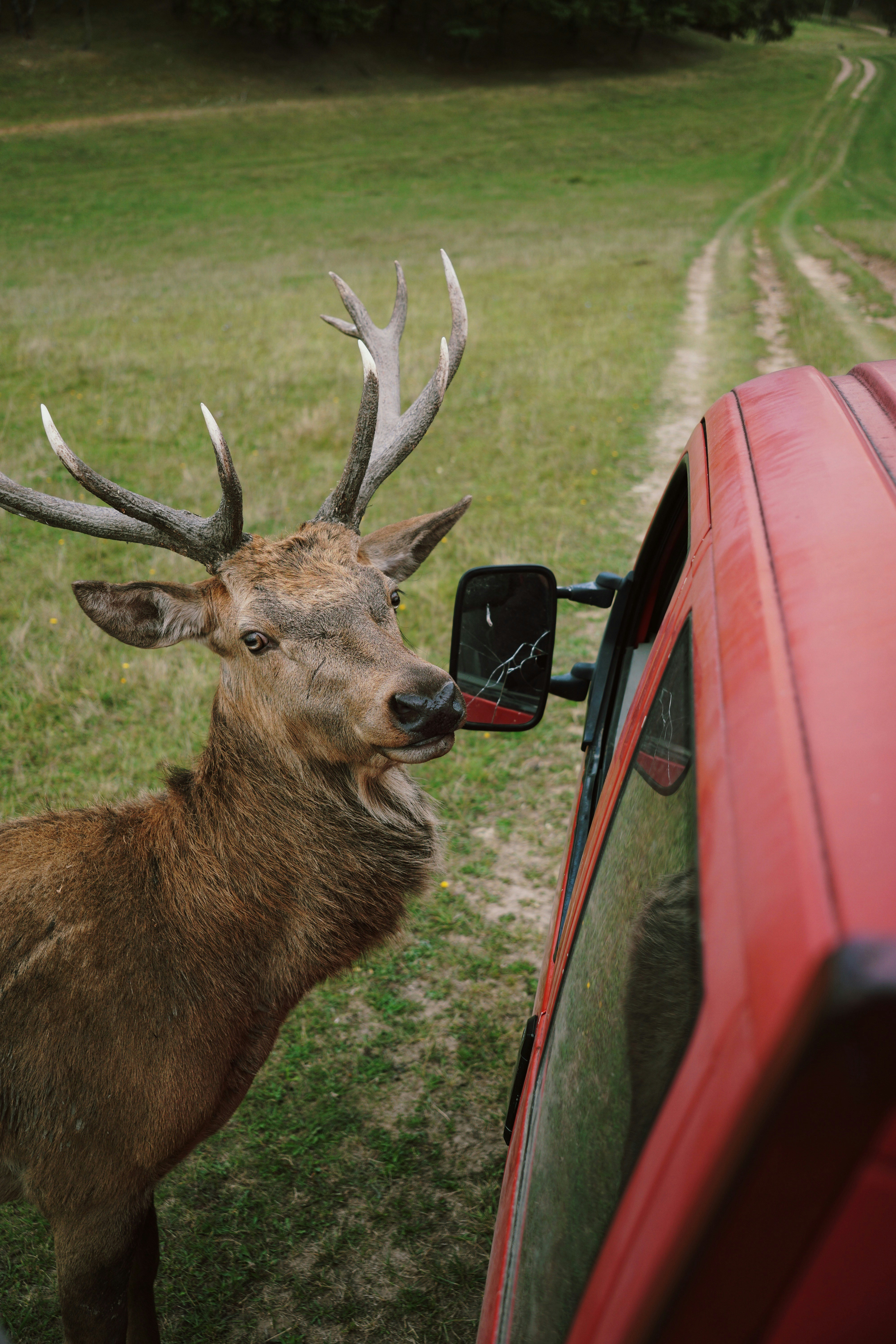 Stag by the Side Mirror: A Close Encounter on a Dirt Road