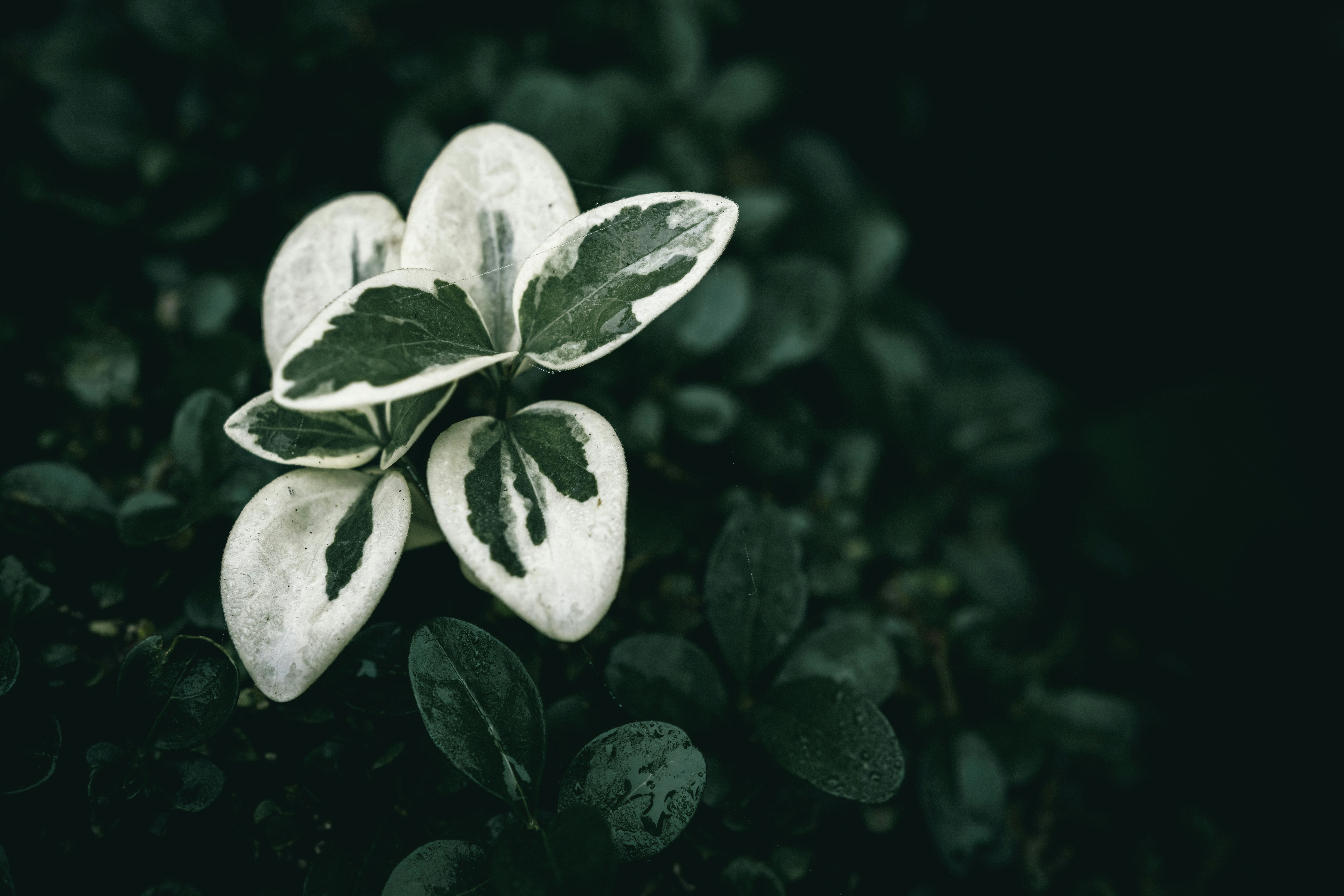 Ivory-veined Leaf Cluster in a Velvet Green Understory