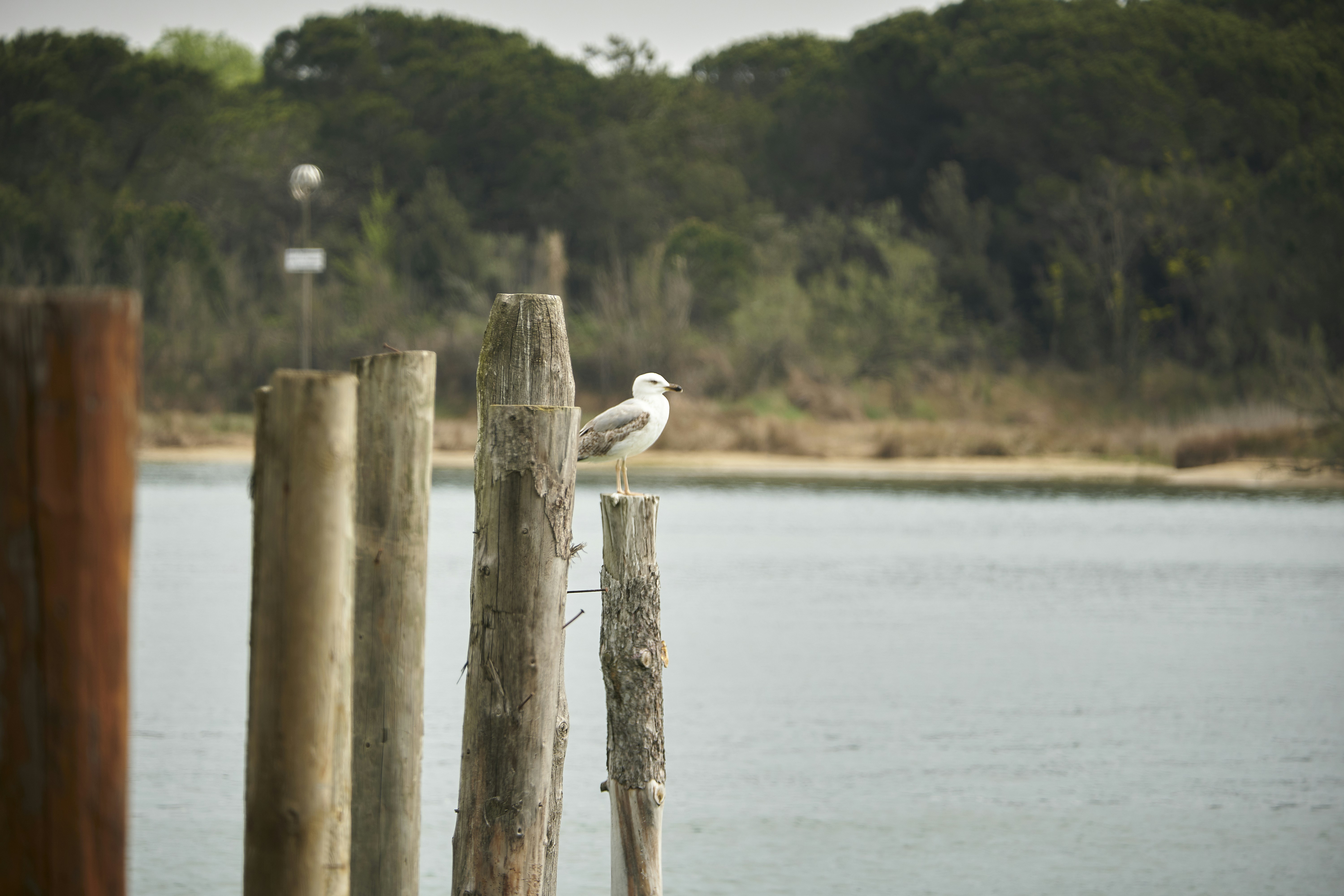 Perched on Weathered Piling: A Seagull's Quiet Shoreline Moment