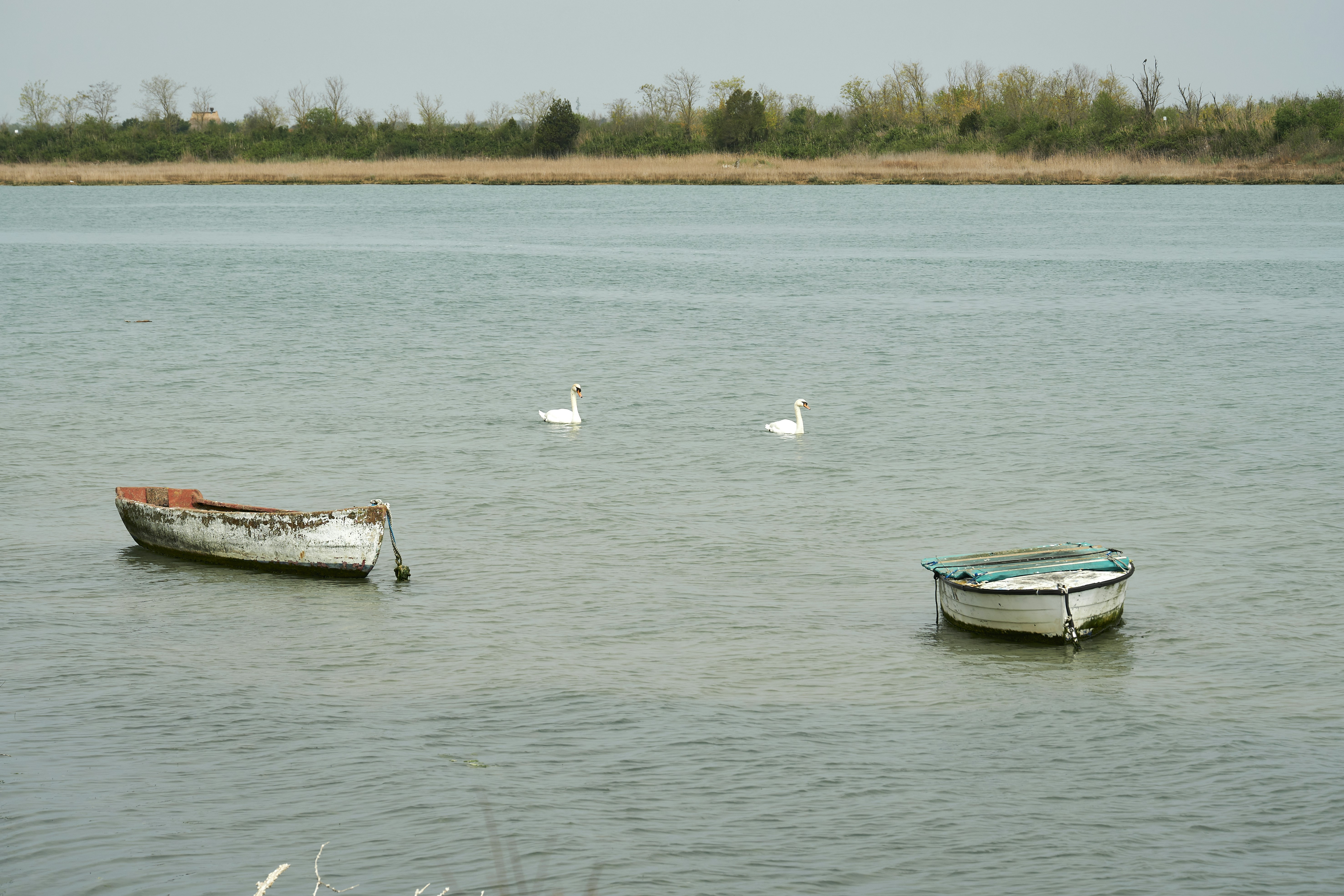 Estuary Stillness: Boats Anchored as Swans Glide in Quiet Water