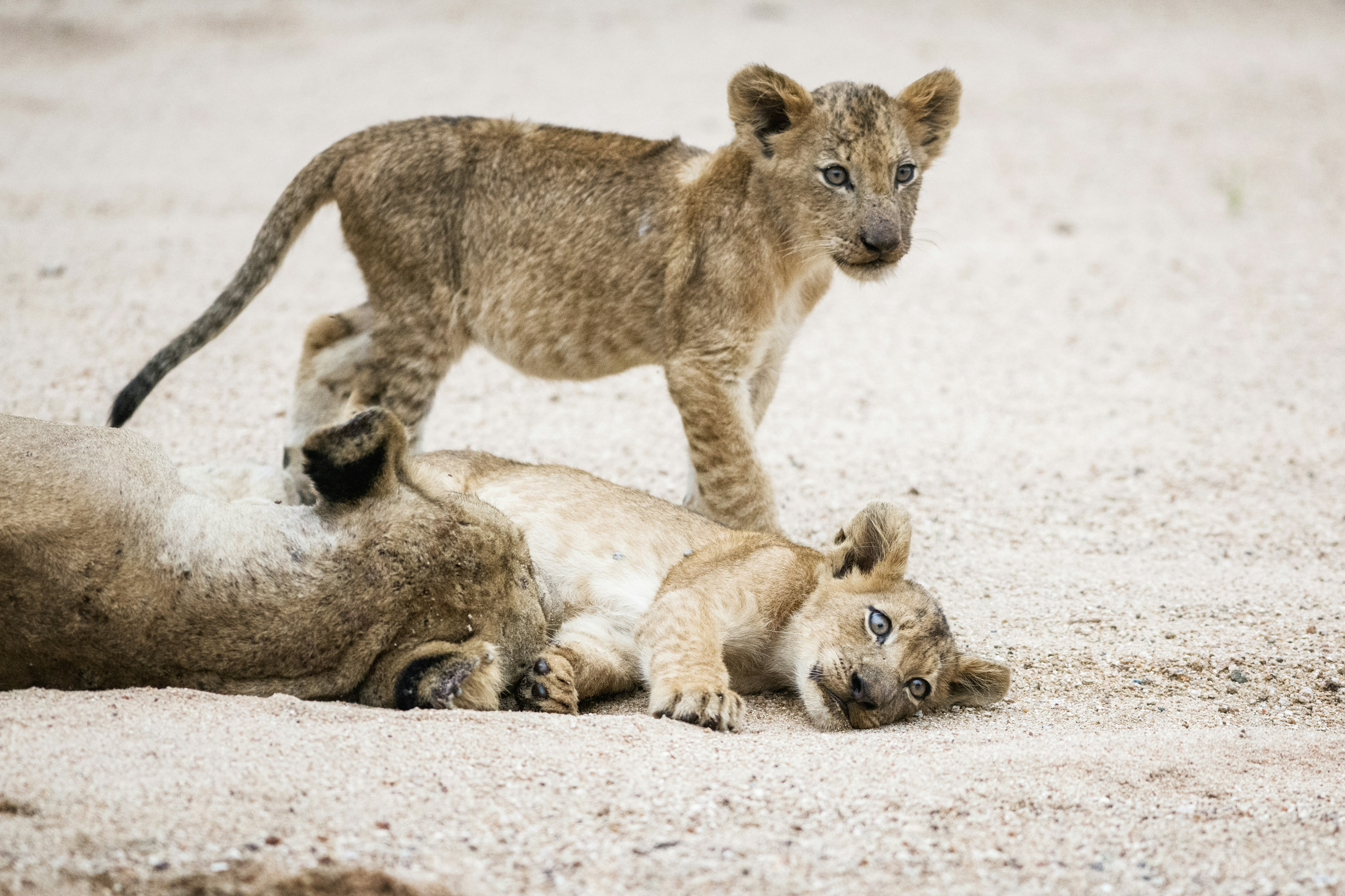 A lion cub playing with another cub in the sand photo – Free Animal ...