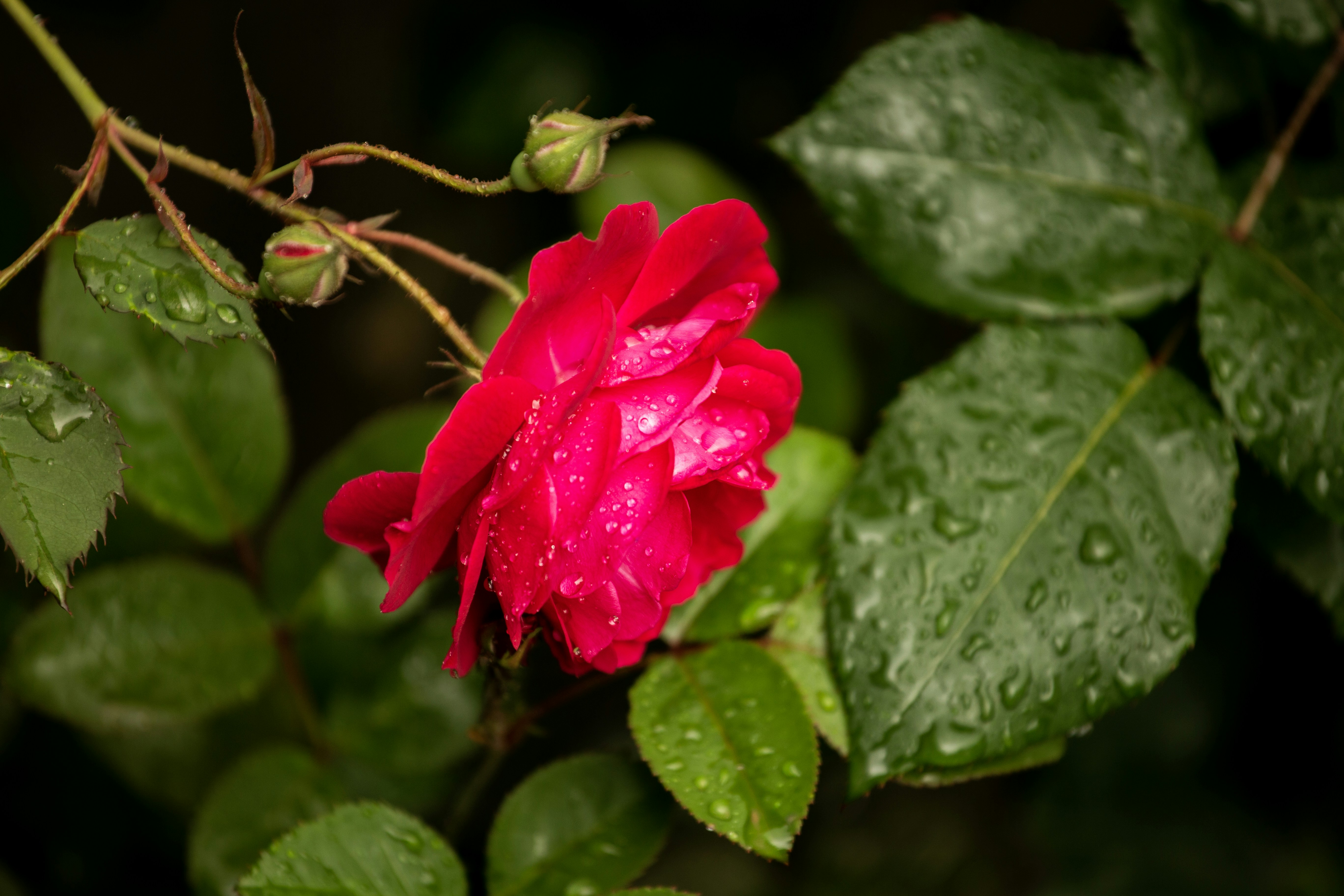 a red flower with water droplets on it