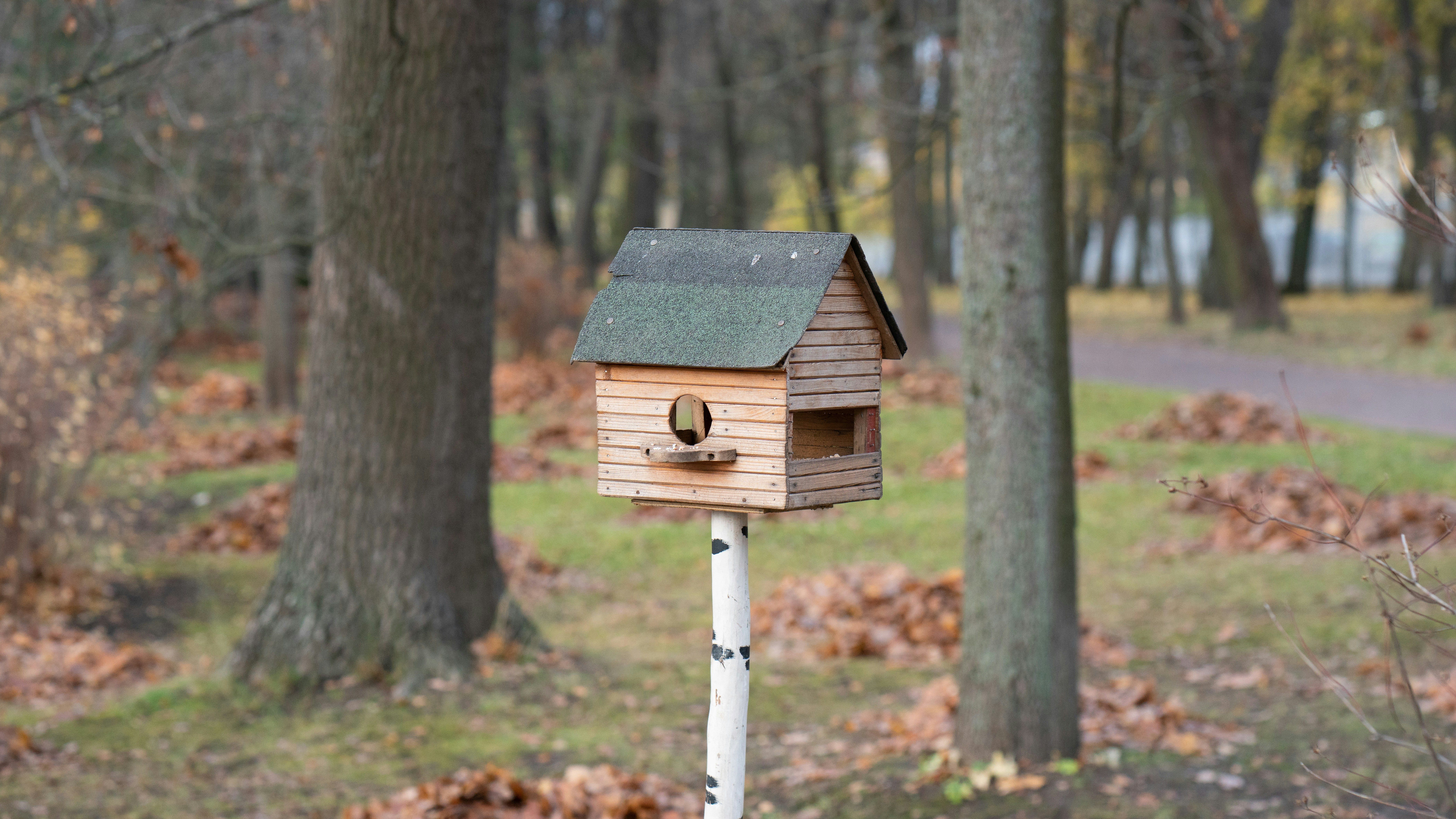 Whimsical Retreat: A Birdhouse Amidst Autumn's Embrace