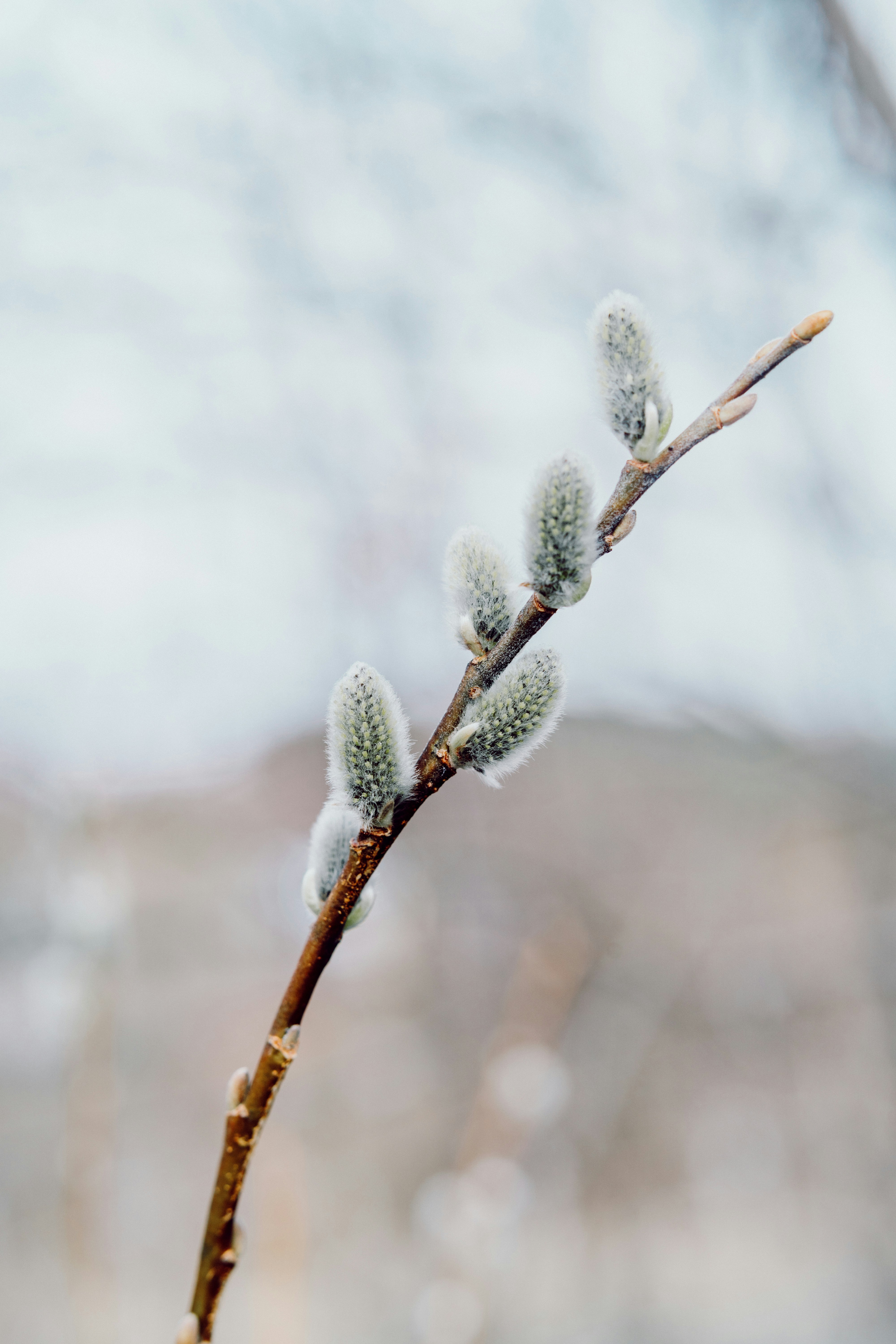 Whispering Catkins: Frosted Pussy Willows in Quiet Winter Light