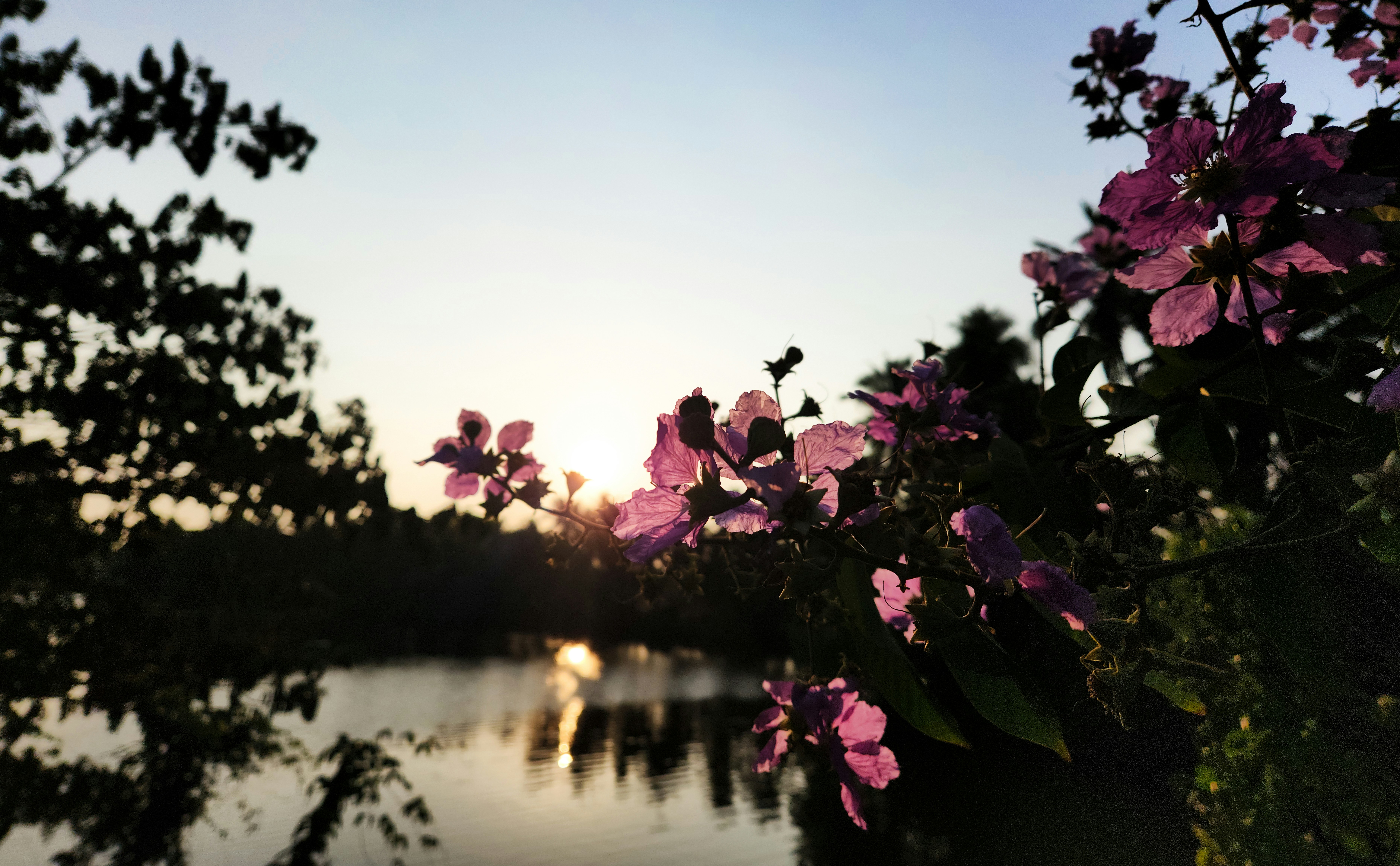 Pink Bougainvillea Framing Sunset on a Glassy Lake