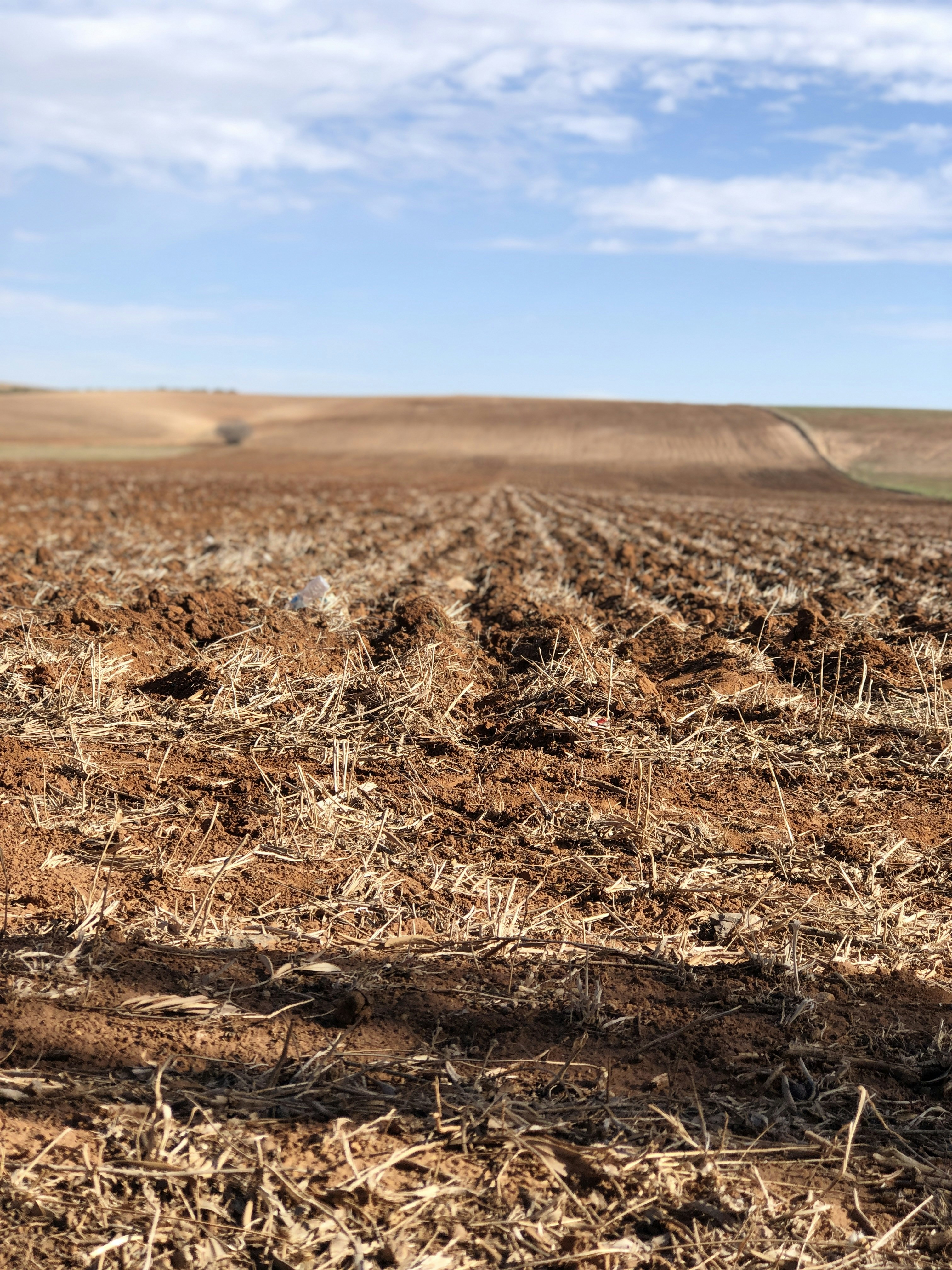 Converging Furrows: Lines of Soil Reaching a Quiet Horizon