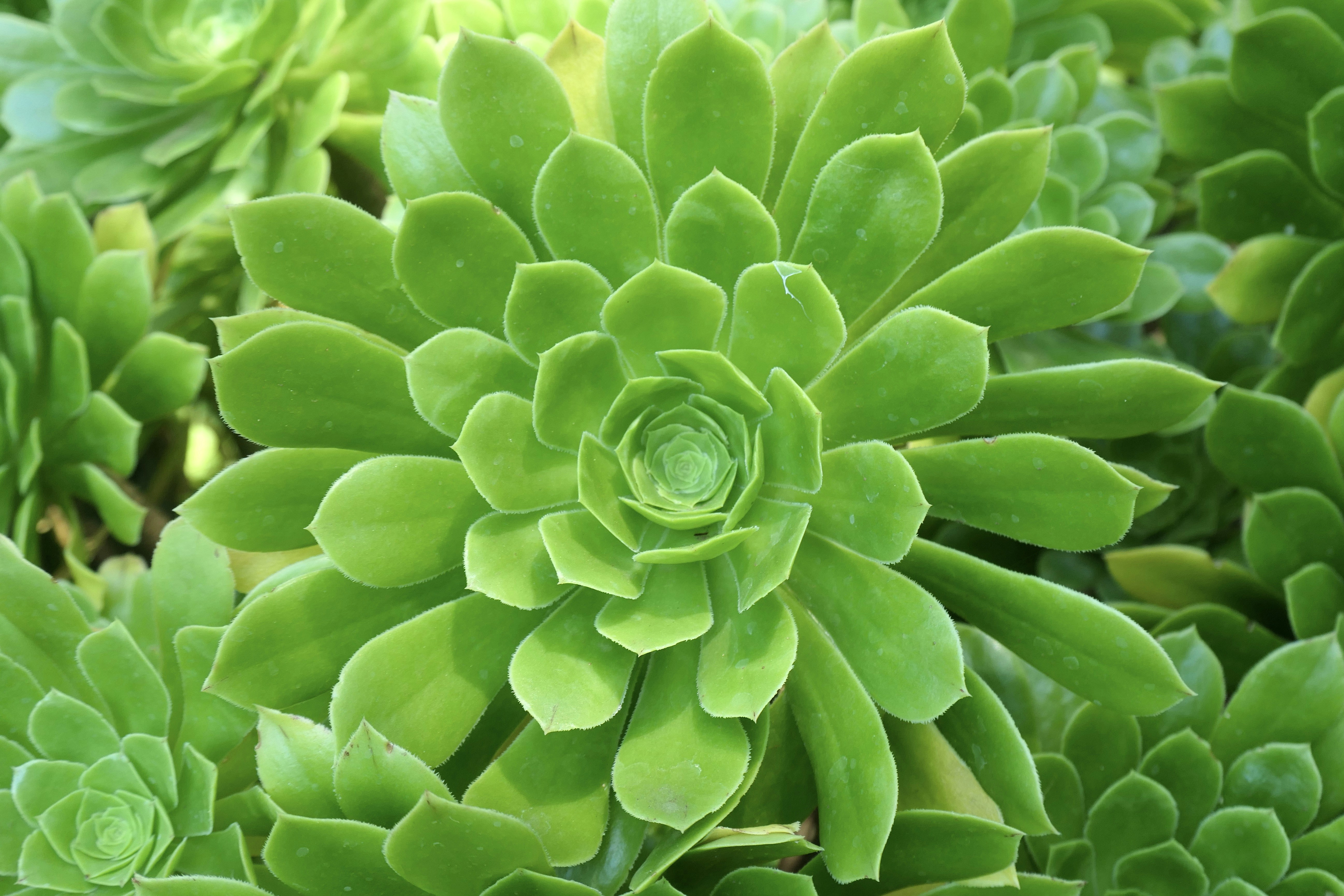 Emerald Rosette Macro: Verdant Spiral of Succulent Leaves