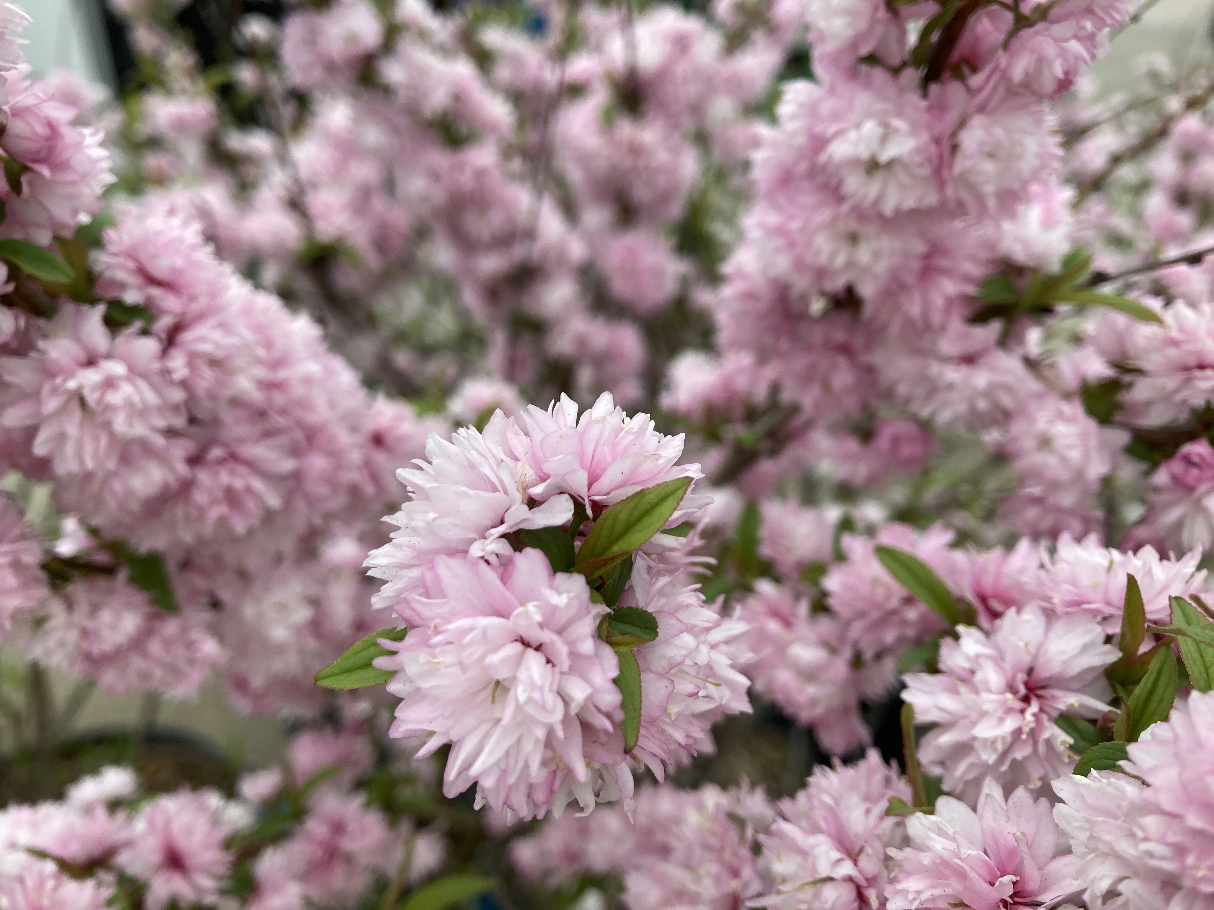 Central Pink Pom-Pom Blossom Surrounded by a Cloud of Petals