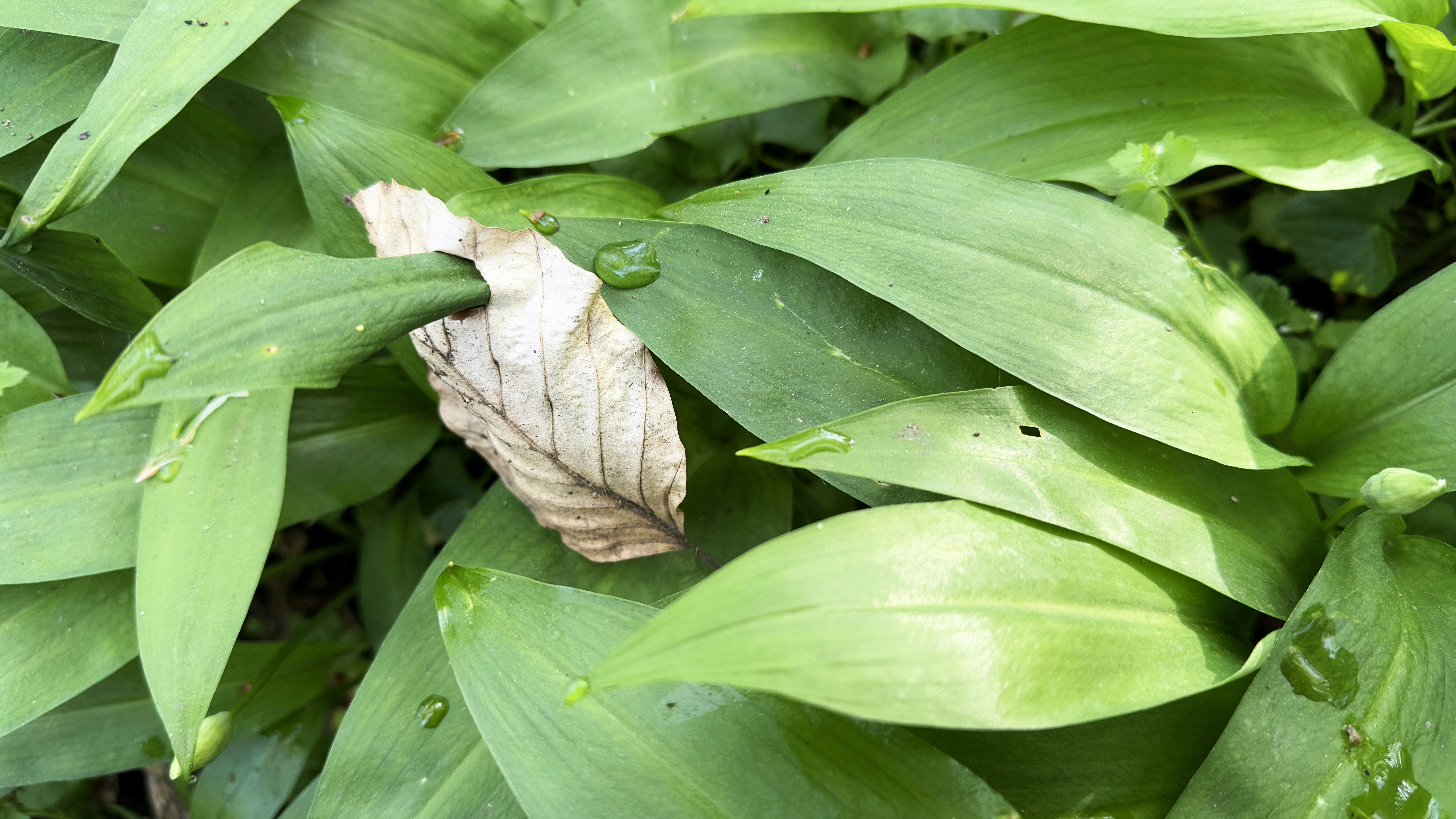 Emerald Quiet: A Lone Brown Leaf Among Dew-Kissed Foliage