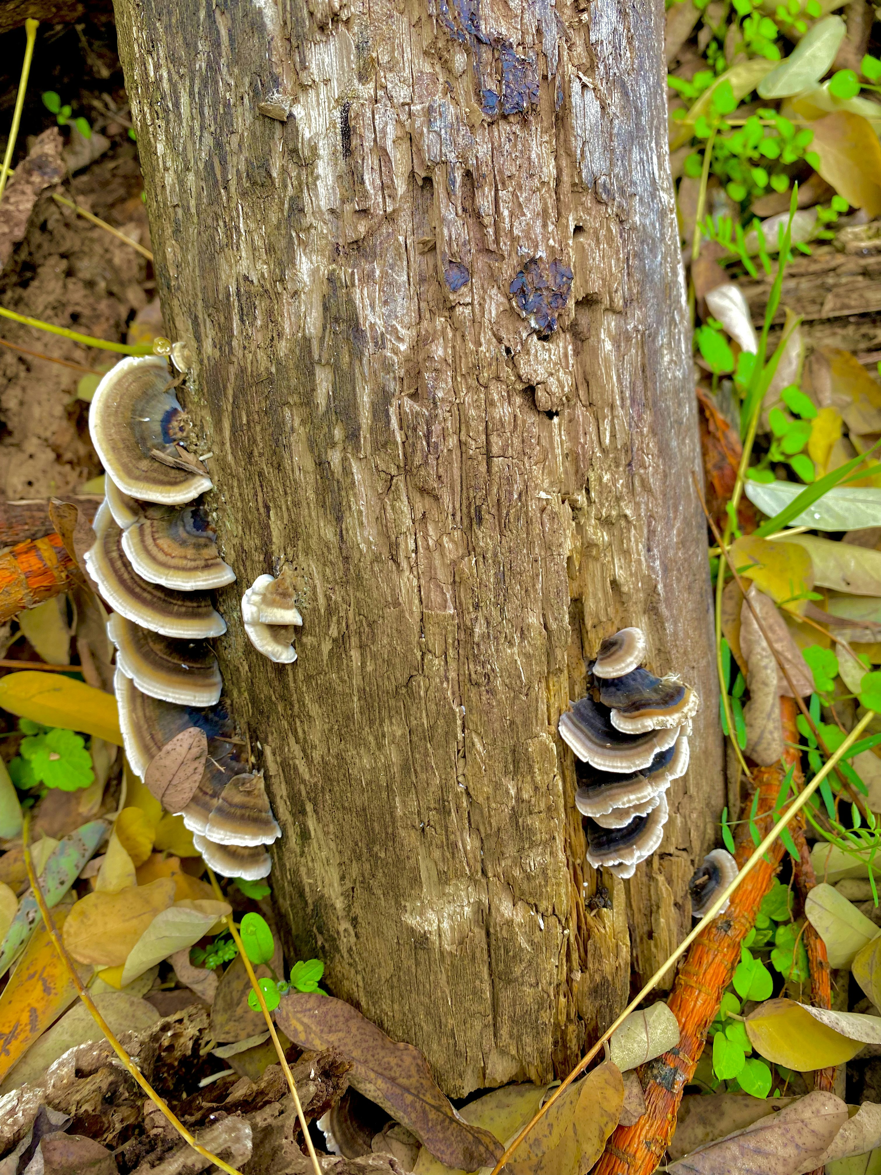 Photo by Joanne Santini with Apple iPhone 11