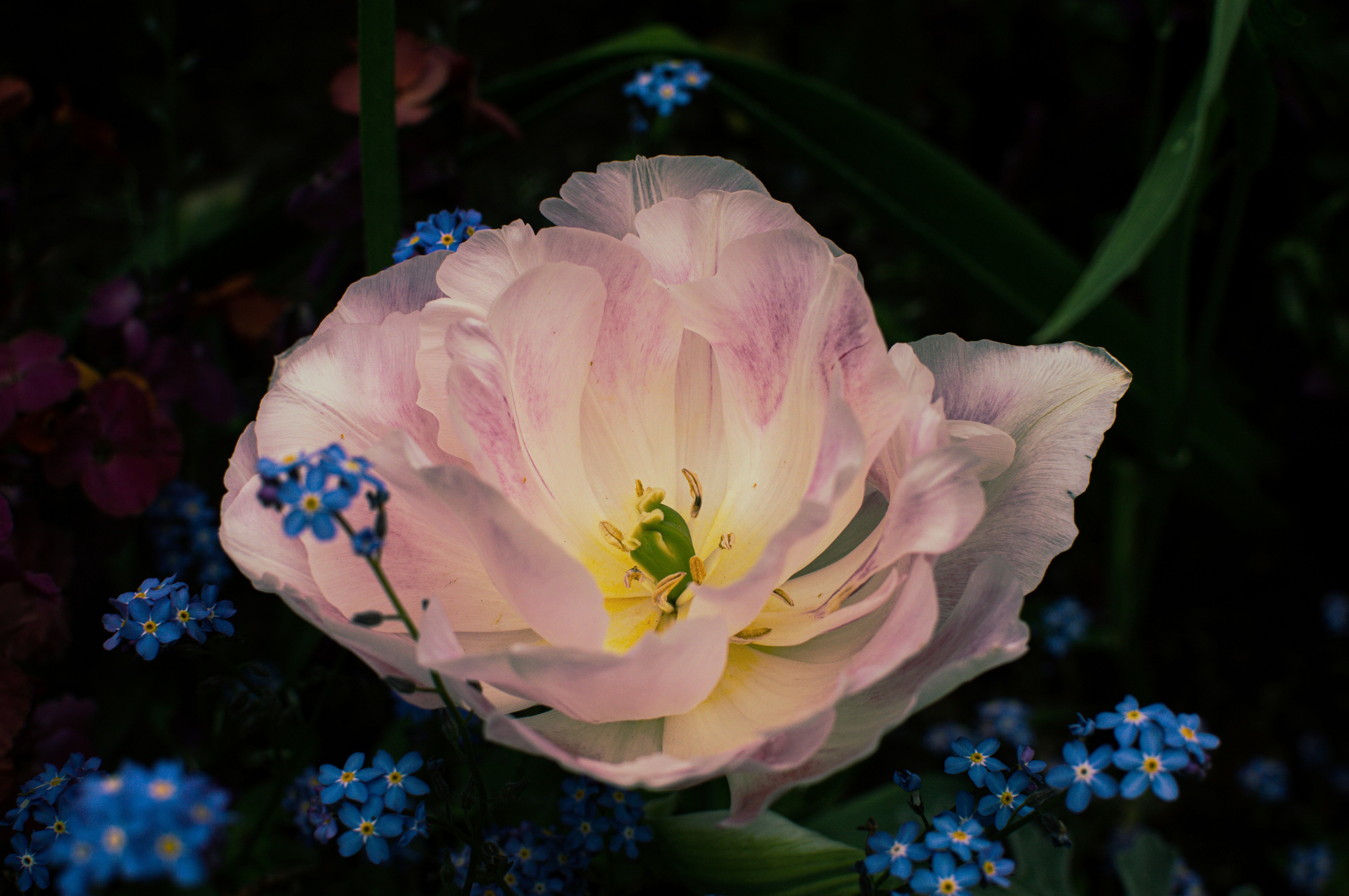 Delicate Harmony: Blossom Among Blue
