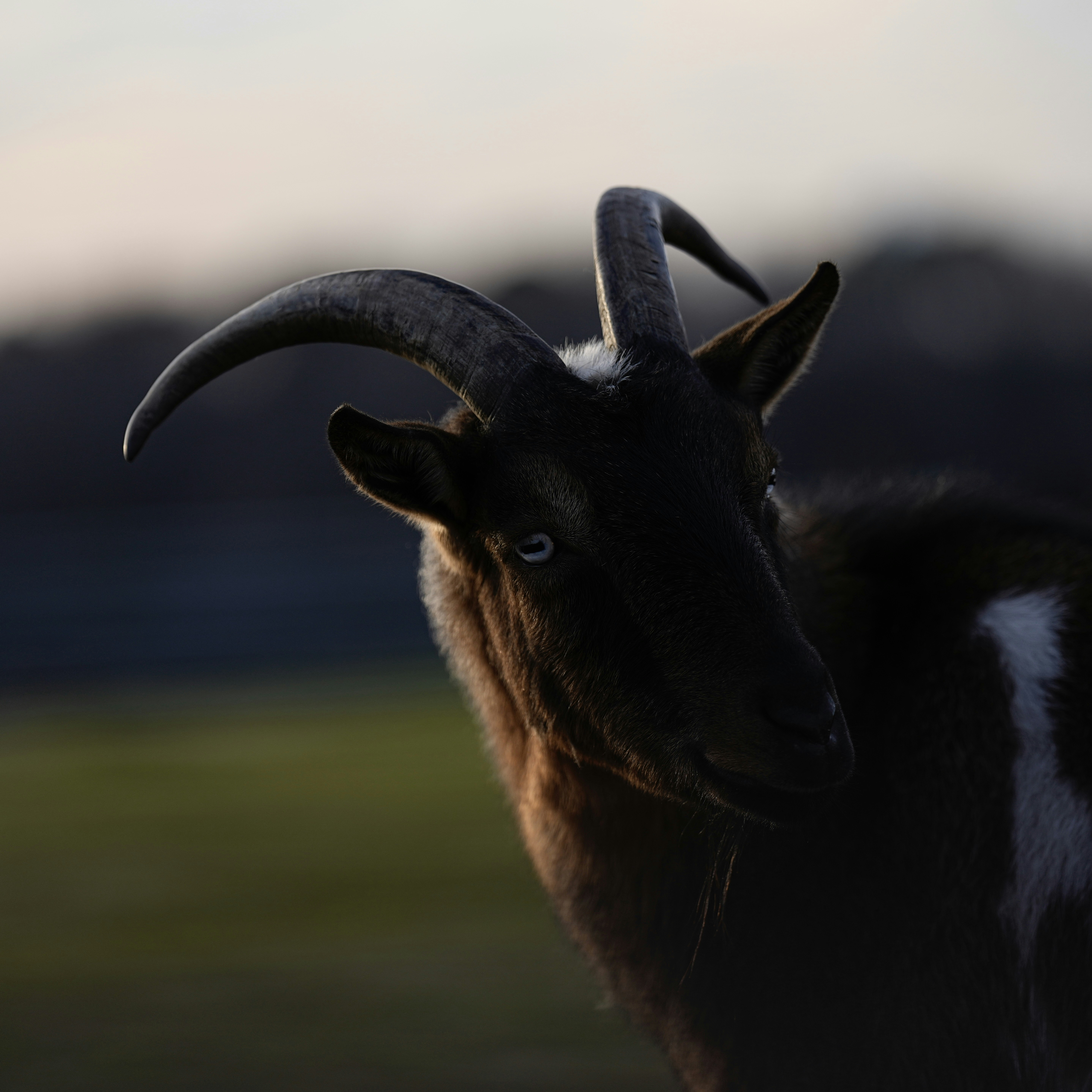 Goat Face Side