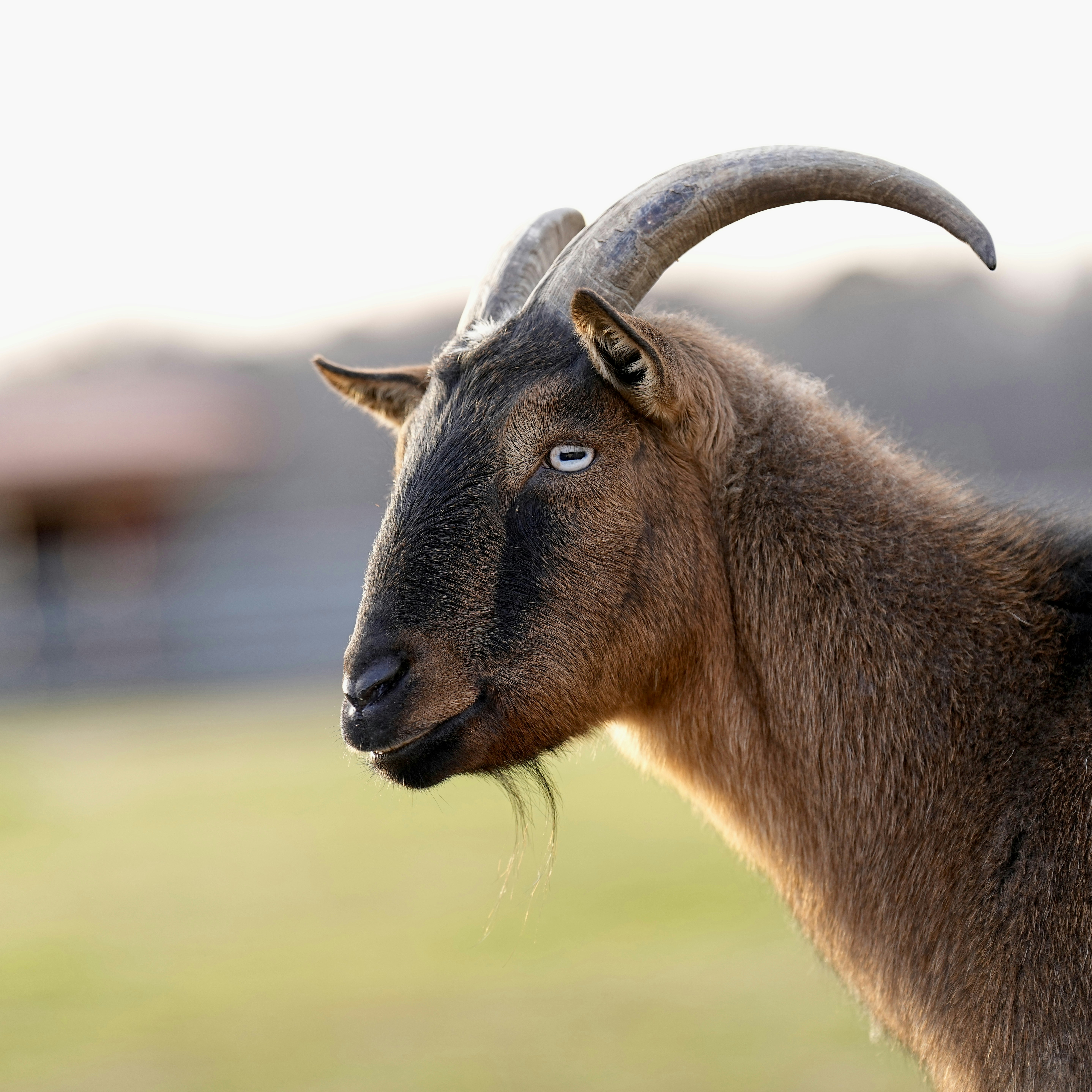 Una cabra con cuernos grandes de pie en un campo foto – Imagen de Cabra ...