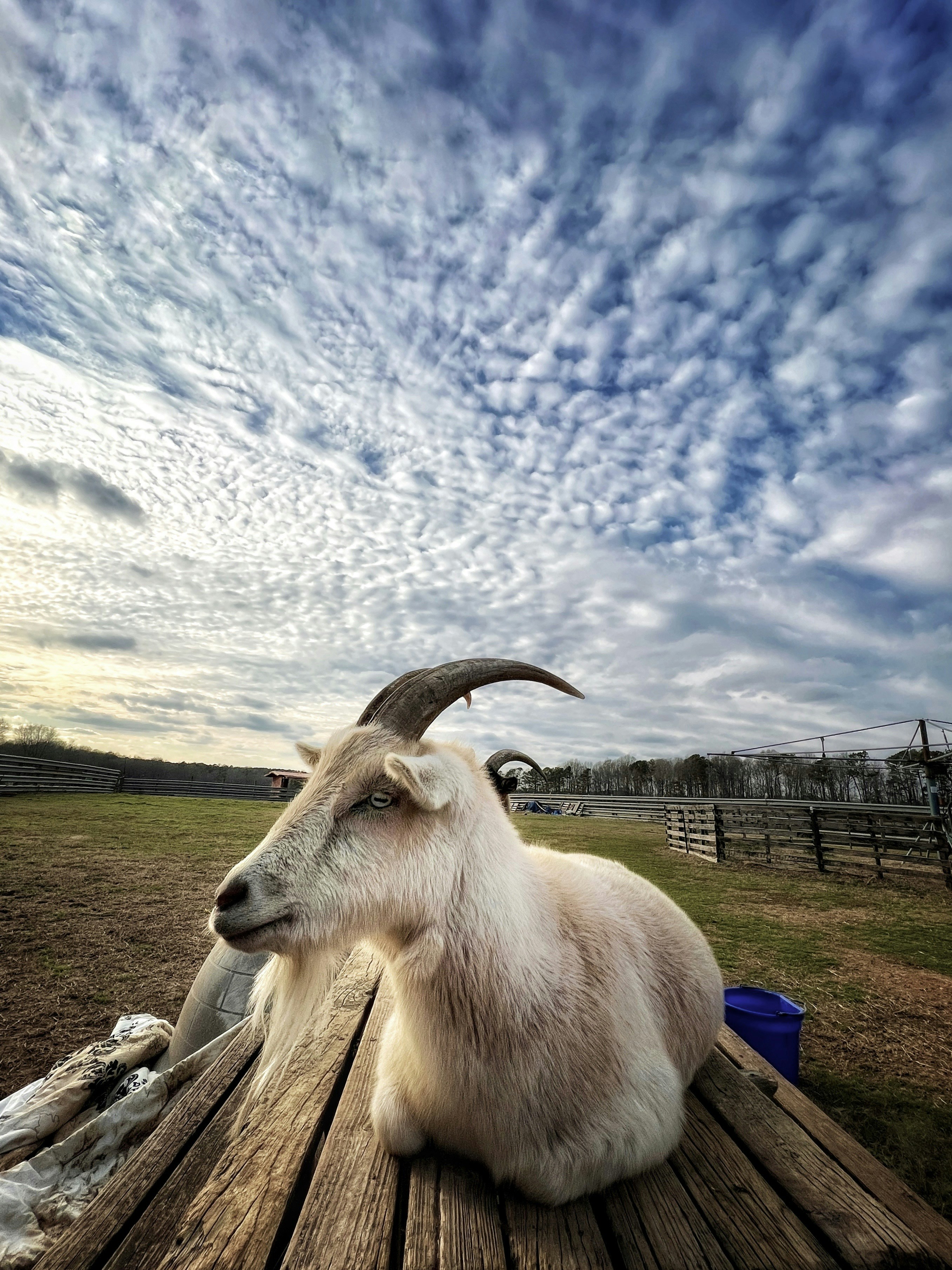 Goat on Weathered Planks Beneath a Textured Sky