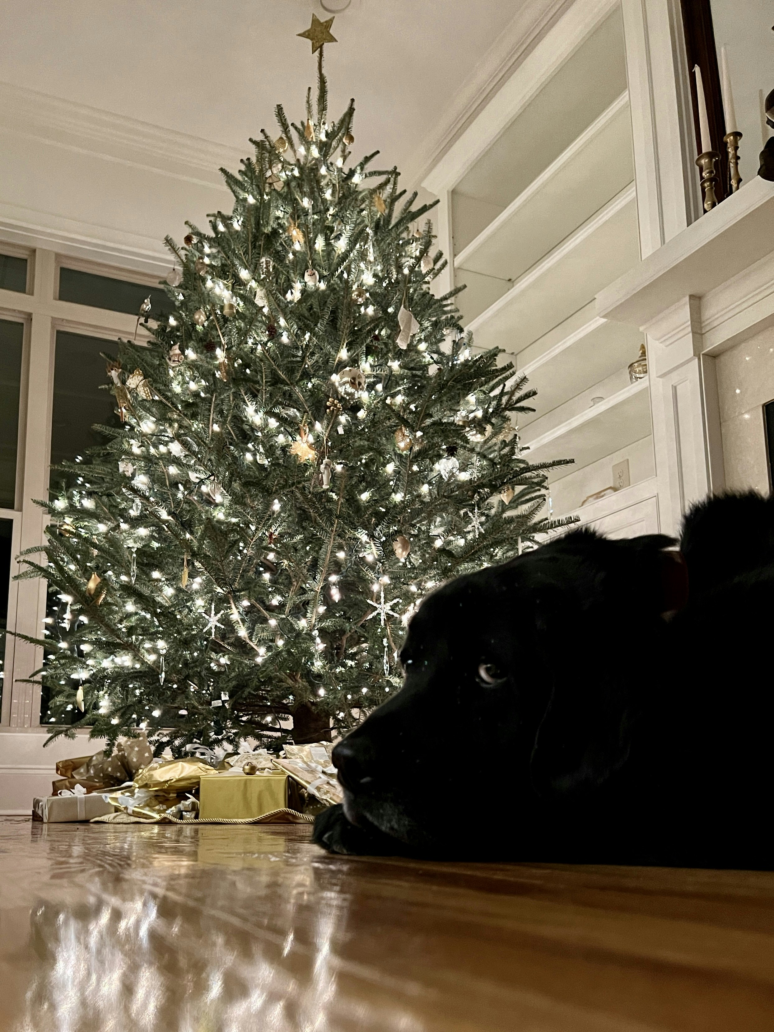 Low-Angle Glow: Black Lab Guarding the Christmas Tree
