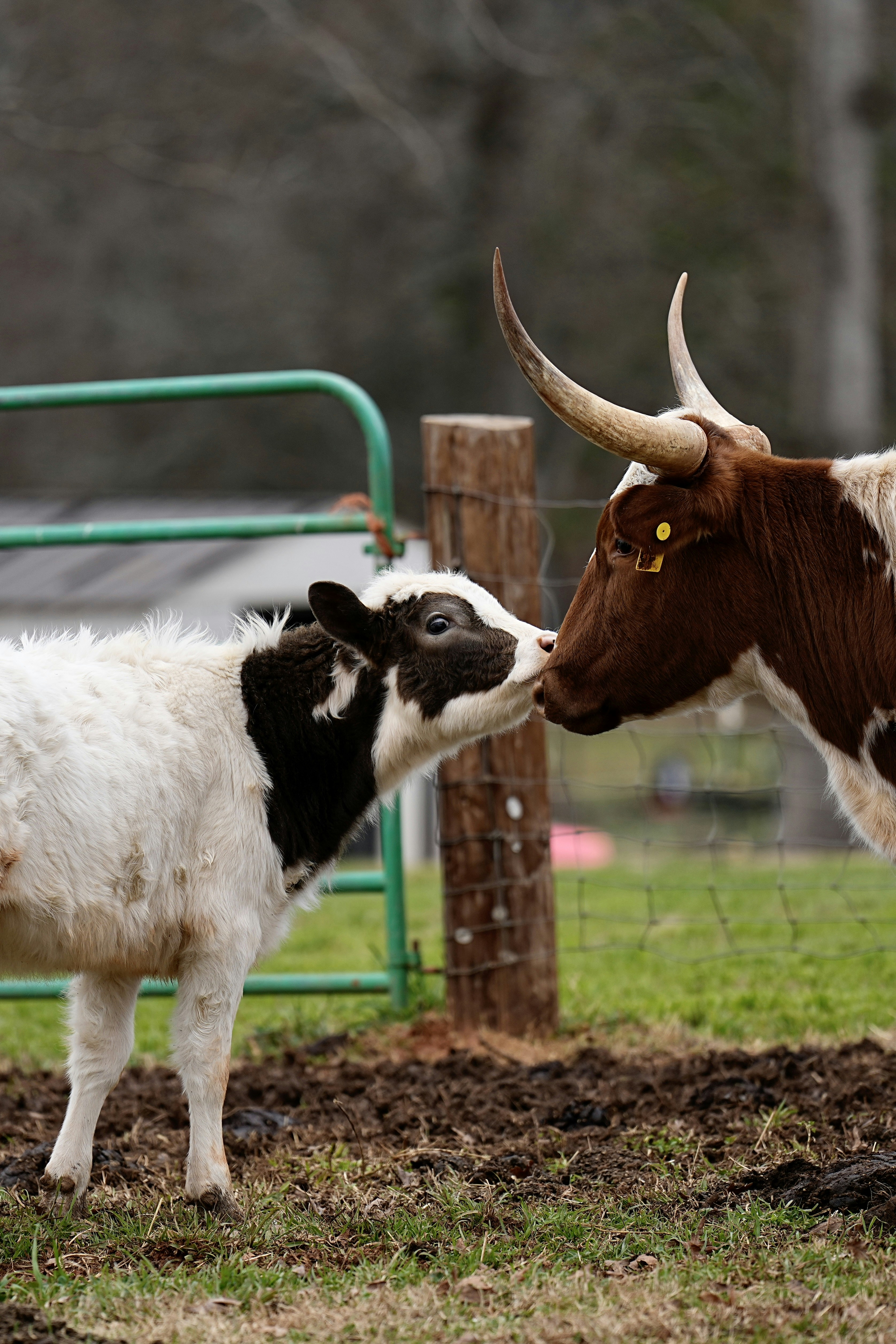 Nose-to-Nose in a Muddy Farmyard: A Quiet Moment Between Cattle