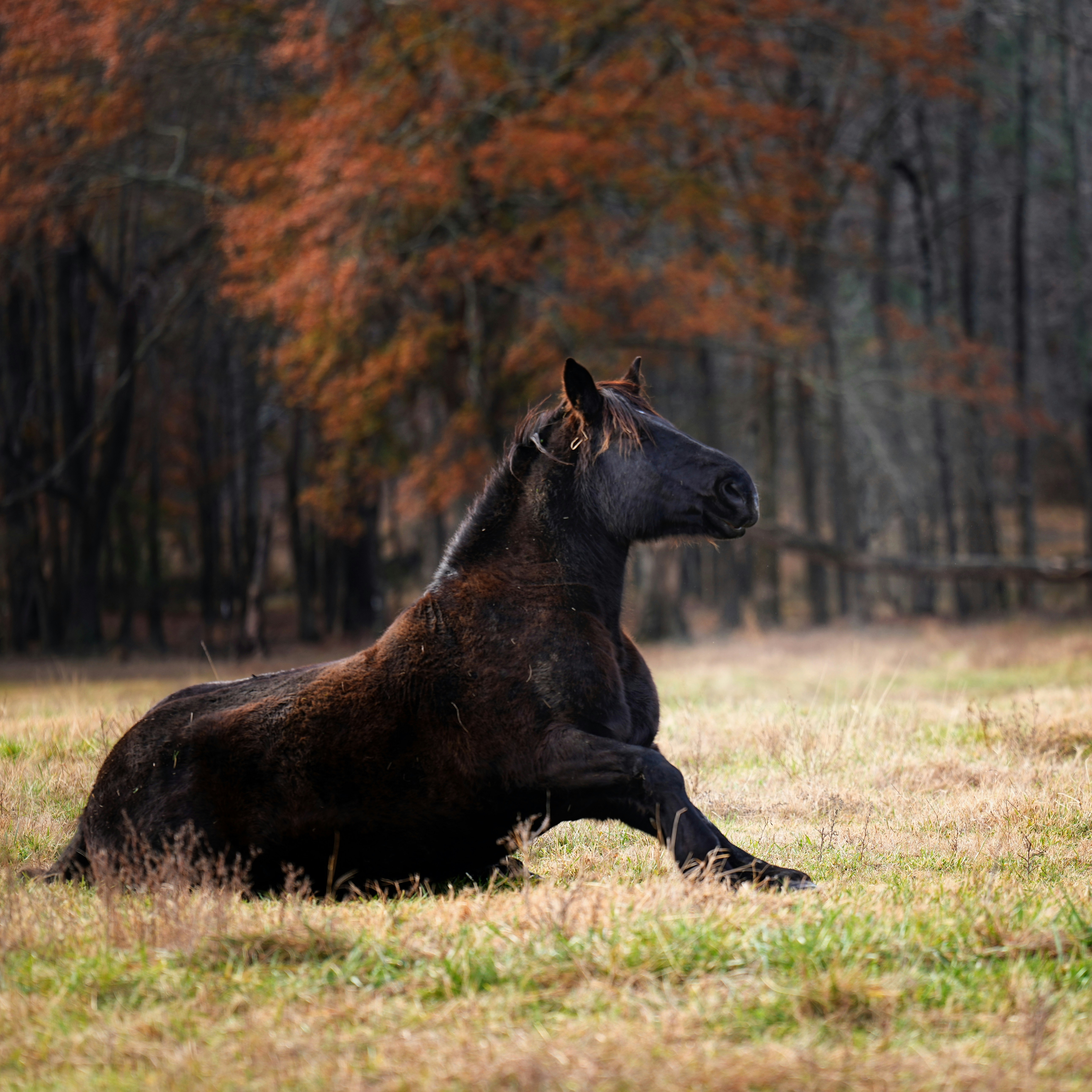 Quiet Majesty: A Black Stallion Reposes in an Autumn Field