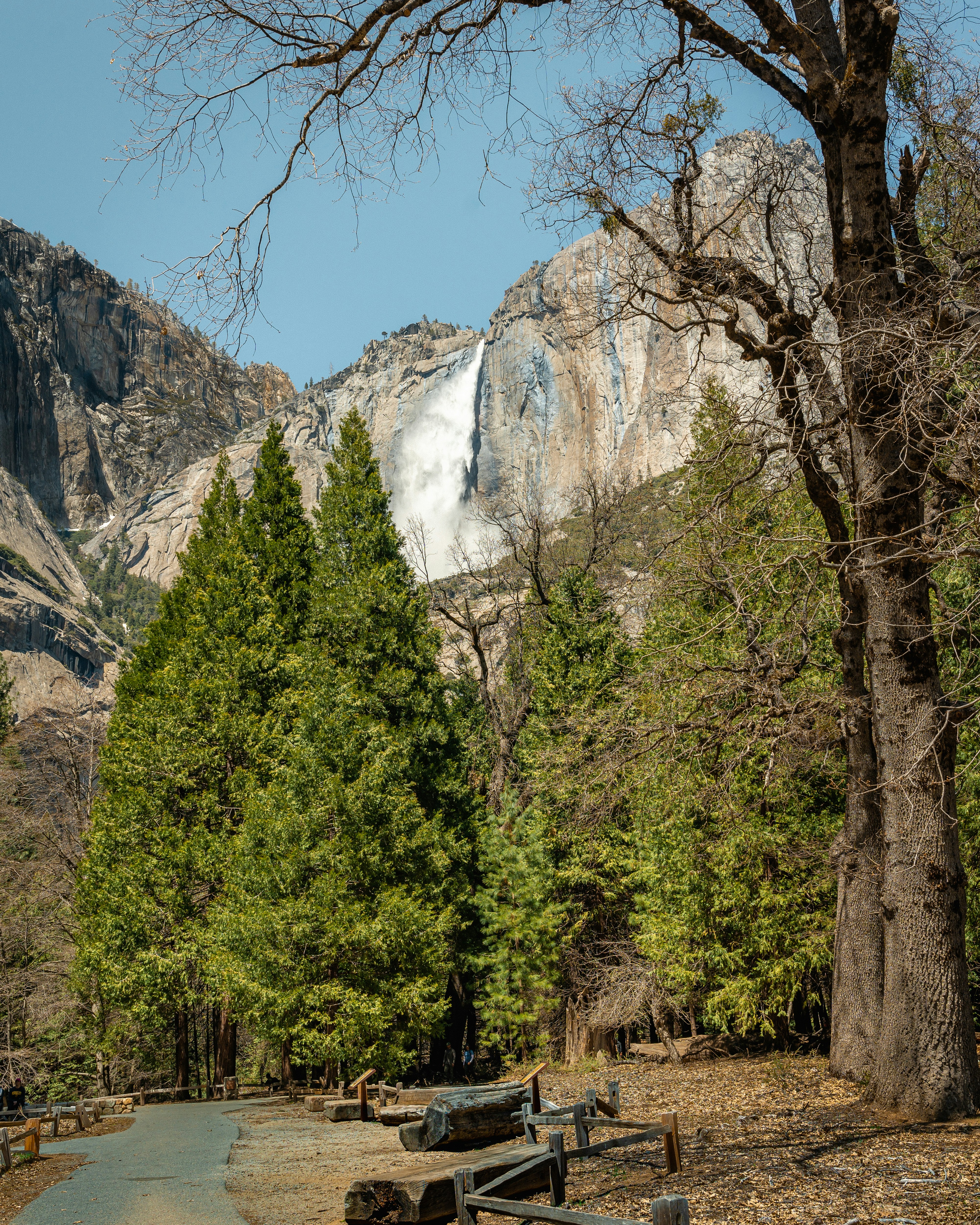 Midday Cascade: Yosemite Falls Framed by Pines and Granite