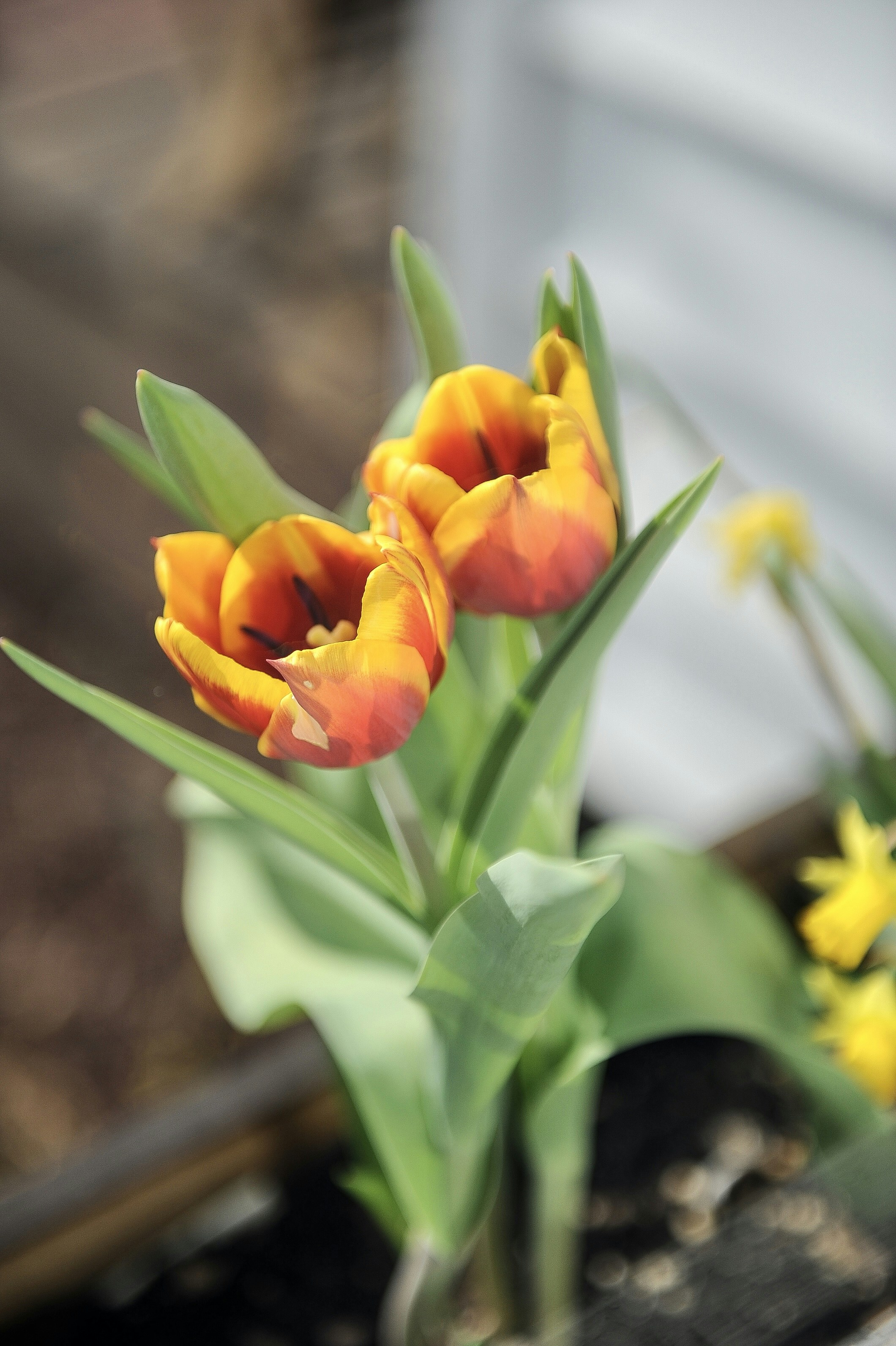 Amber Tulips in Soft Spring Focus