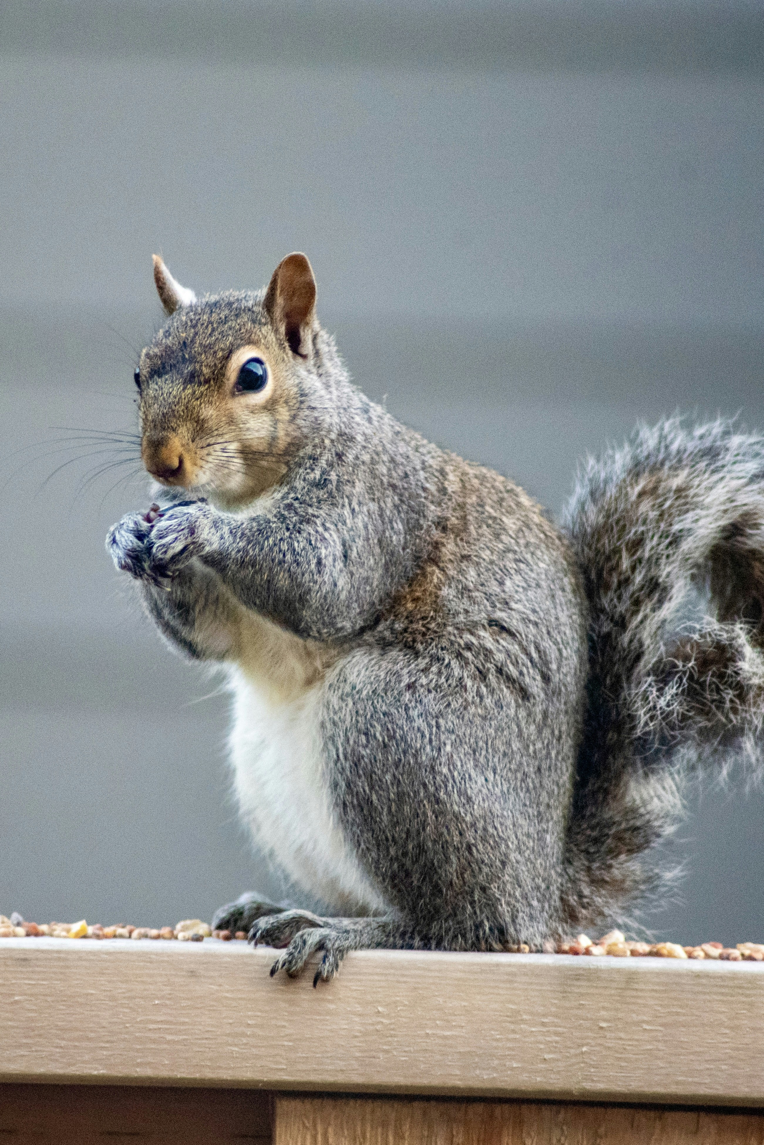 A squirrel is sitting on a ledge eating photo – Free Animal Image on ...
