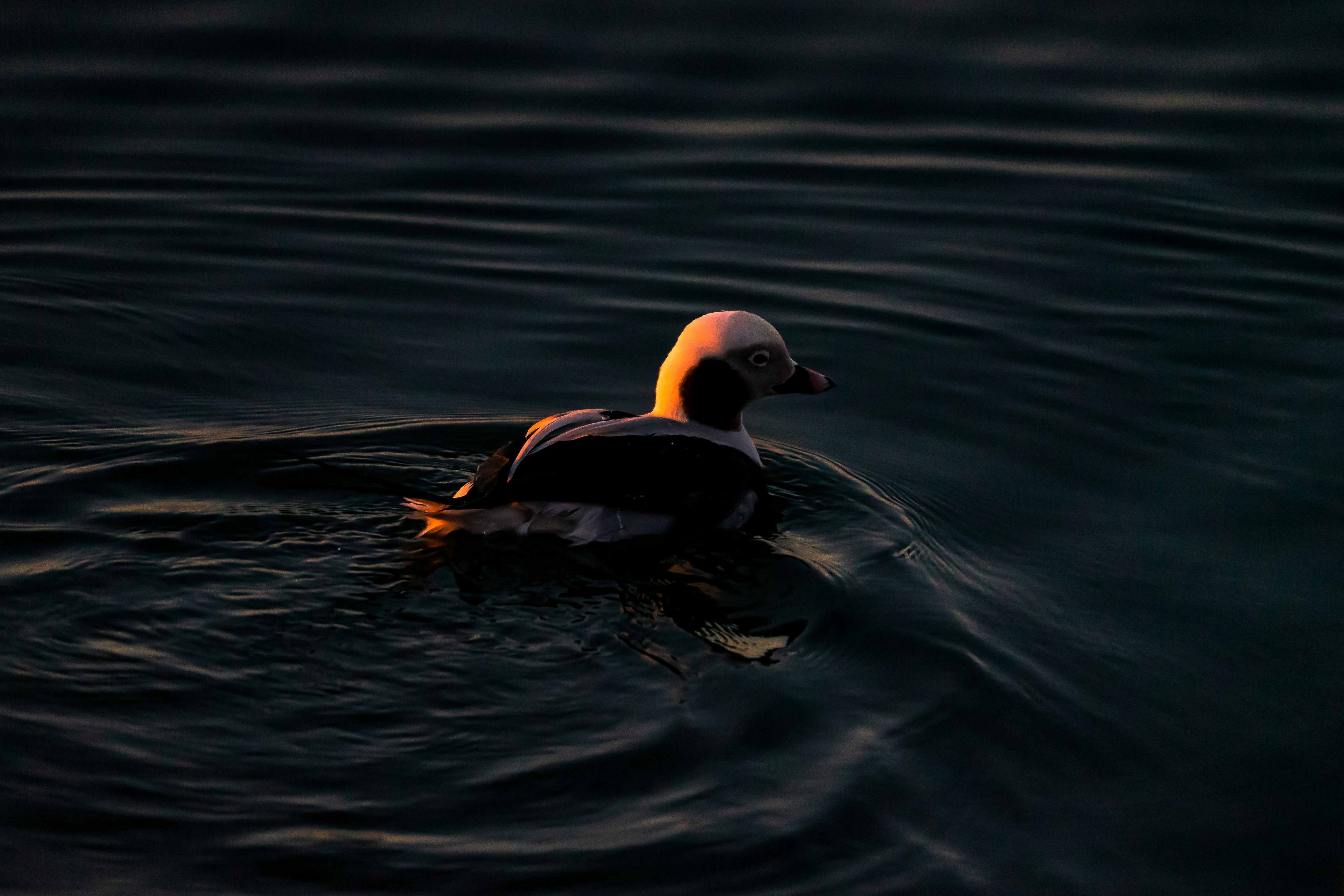 Ember-Crowned Glide Across Twilight Waves