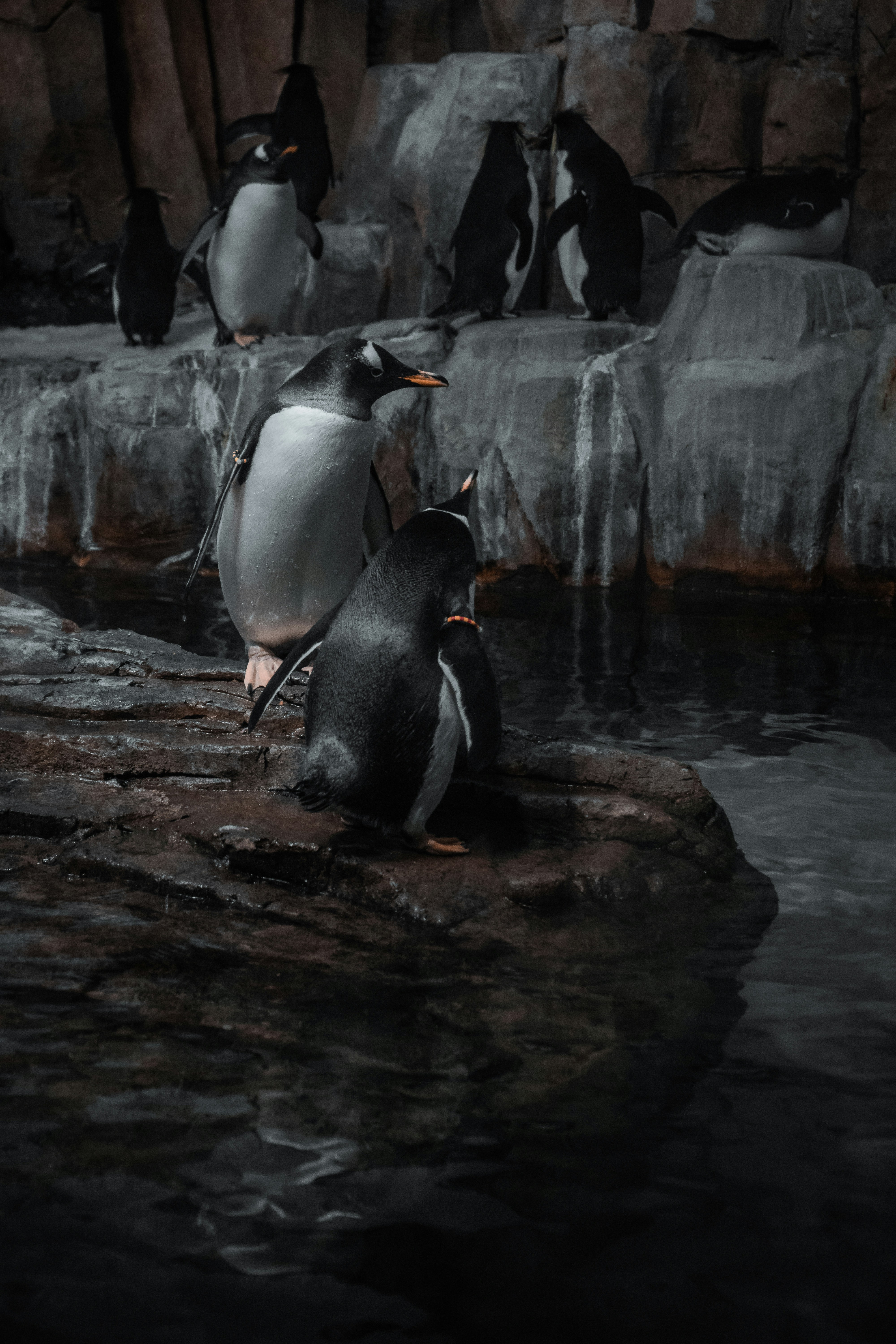 Night-Blue Colony: Penguins Perched Along a Jagged Ice Shore
