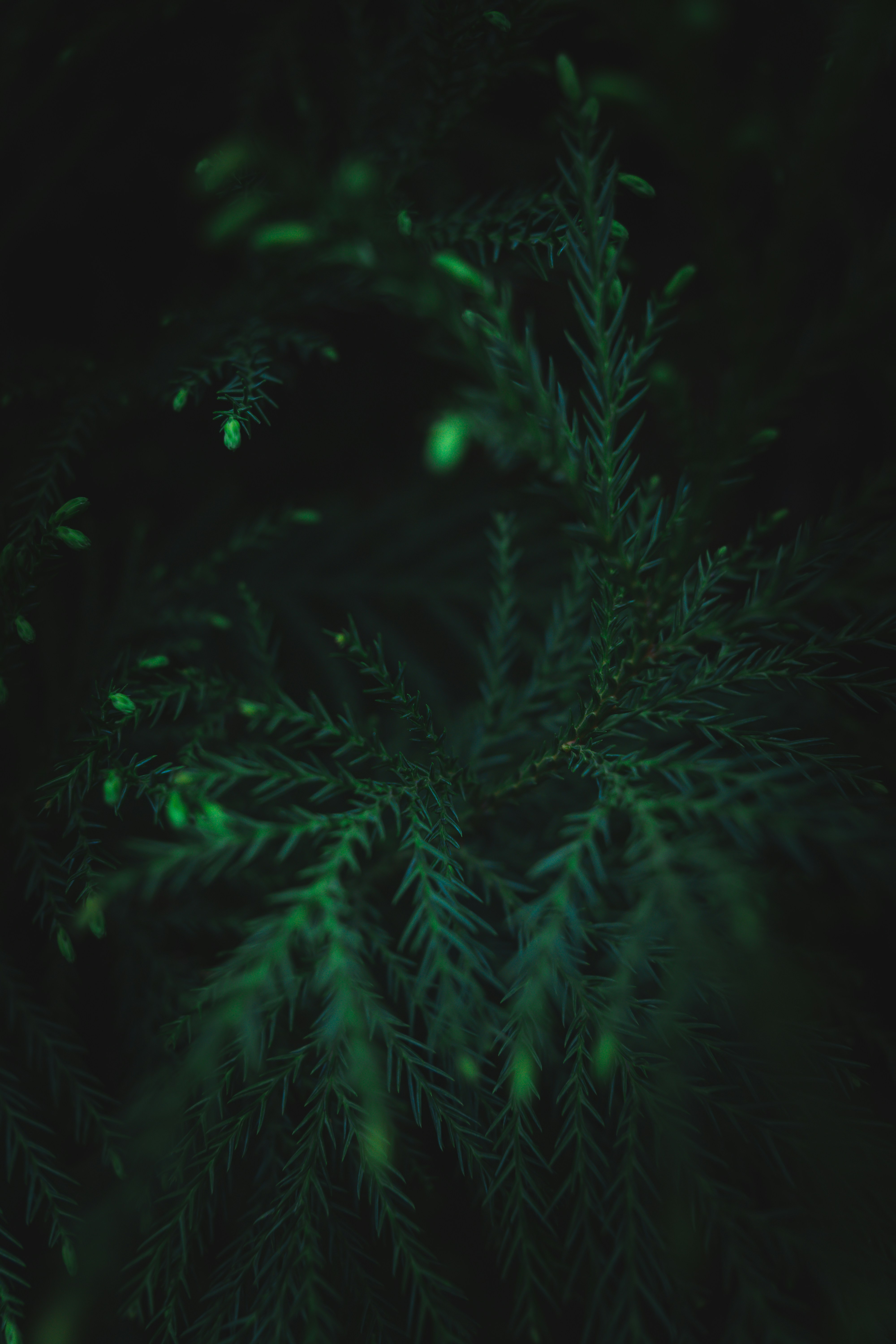 Whispers of Green: A Close-Up in Velvet Darkness