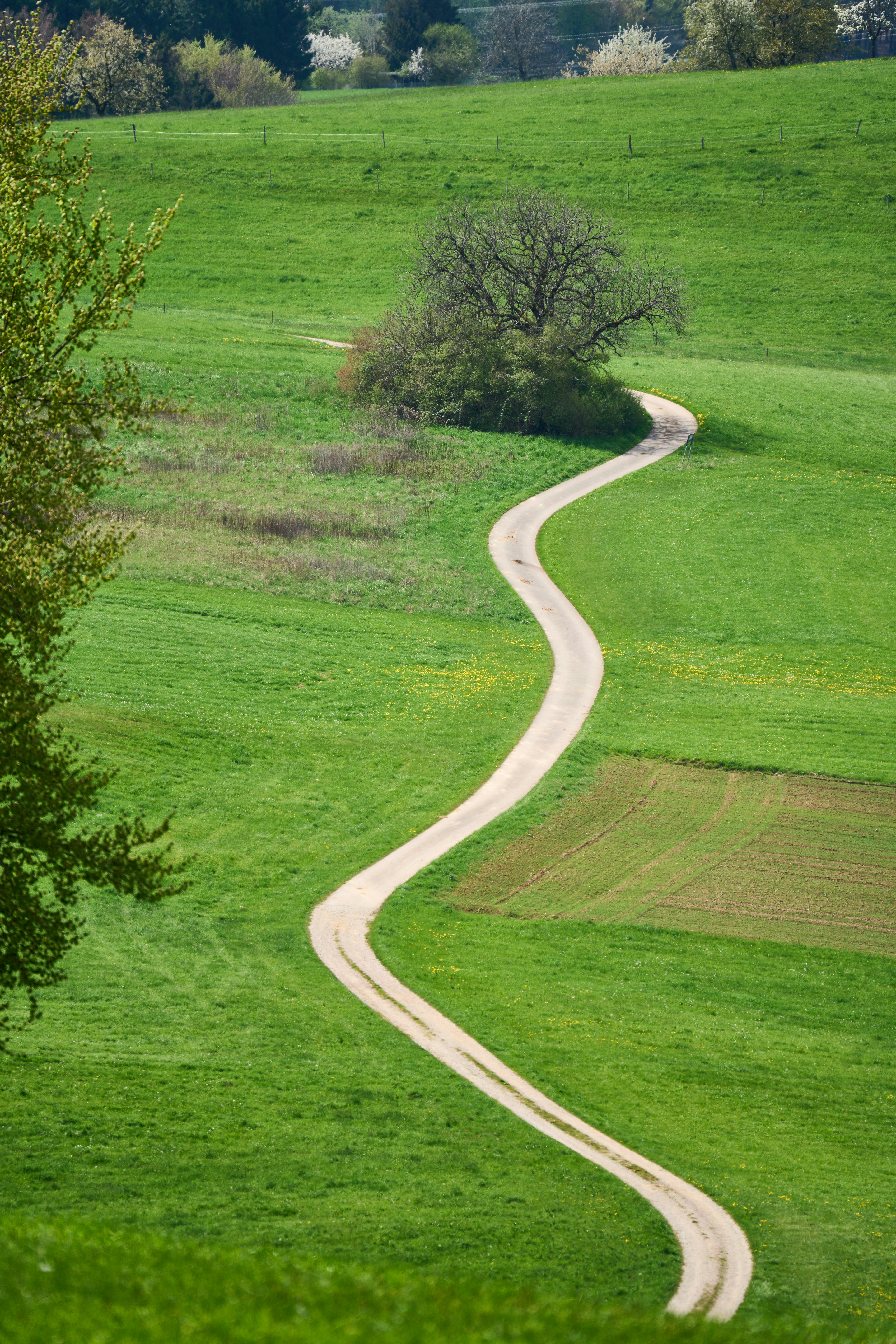 Une route sinueuse au milieu d’un champ verdoyant photo – Photo Route ...