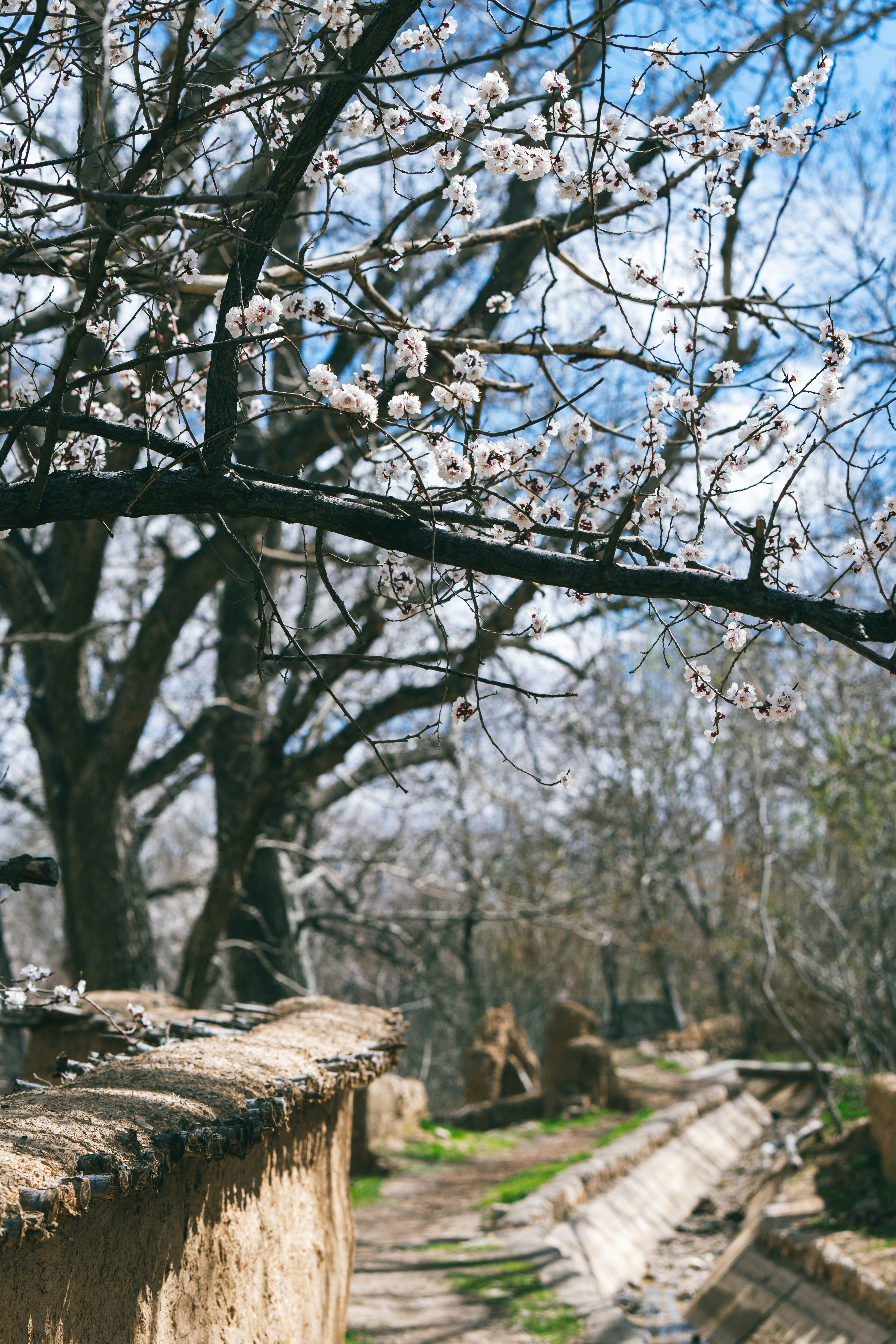Blossoms Over the Stone Wall