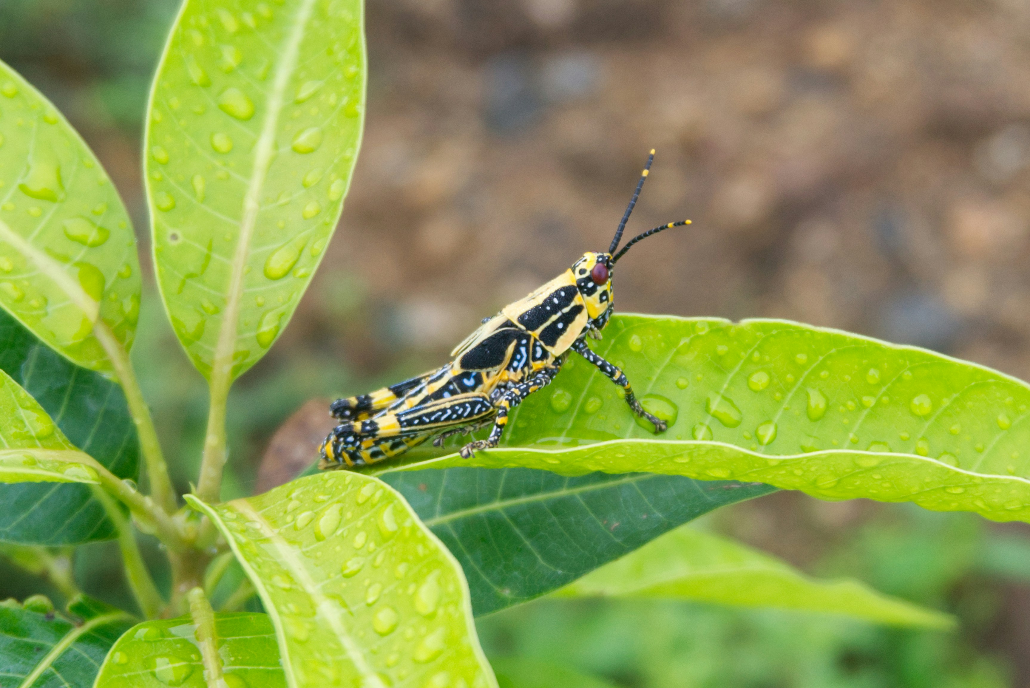 Gros plan d’un insecte sur une feuille photo – Image gratuite de ...