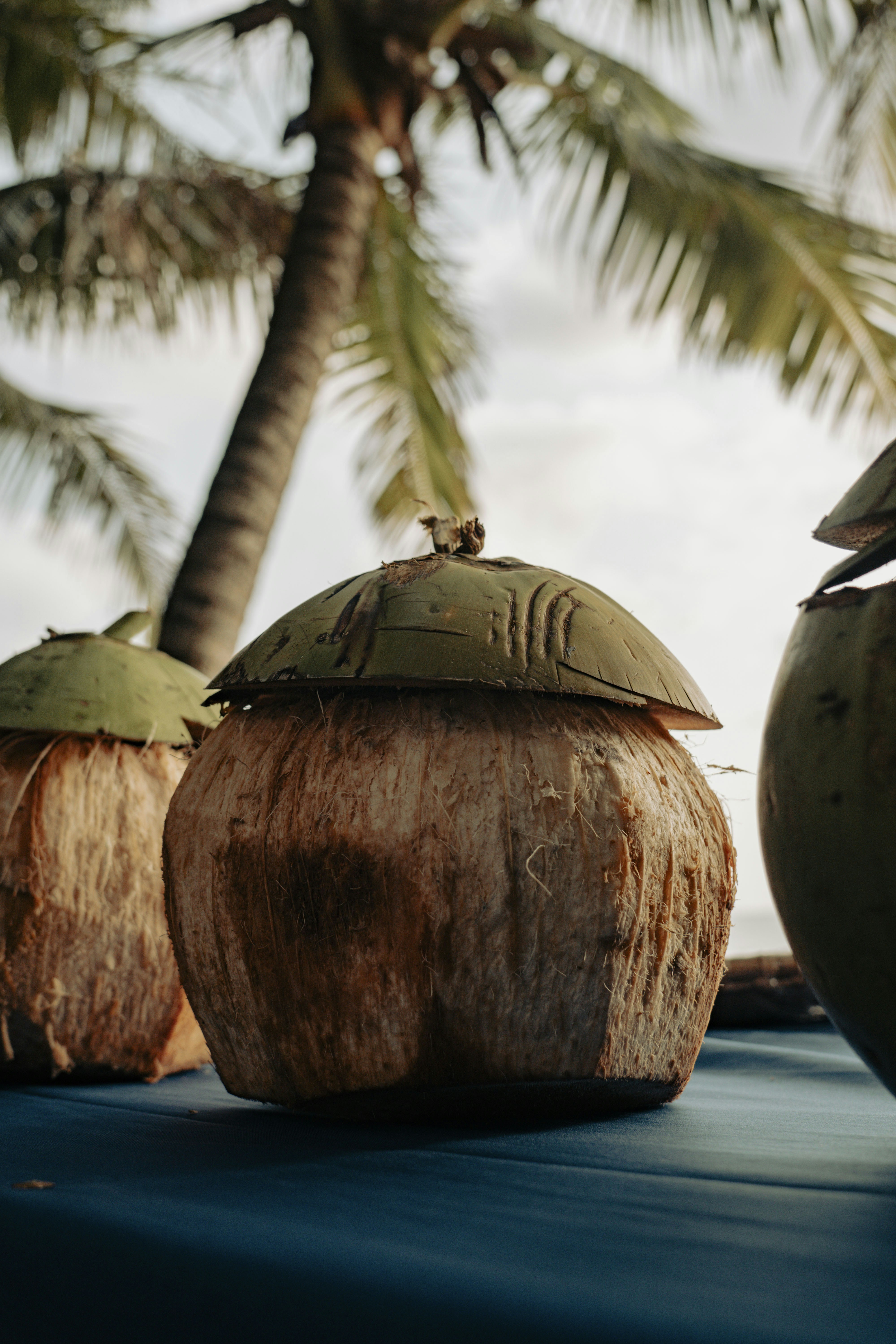 A couple of coconuts sitting on top of a table photo – Free Food Image ...
