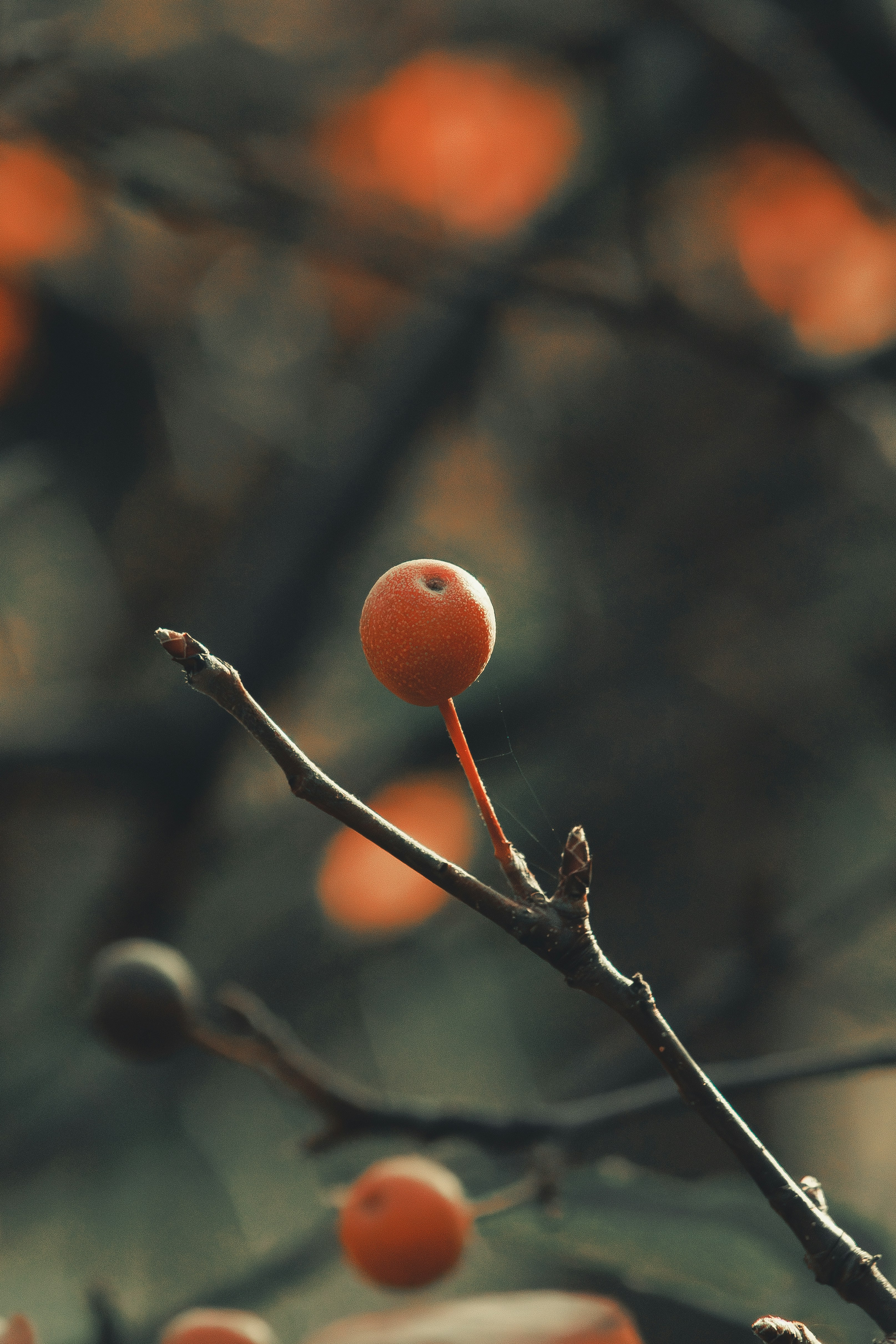 Orange Beacon on a Quiet Branch: Velvet Bokeh Portrait