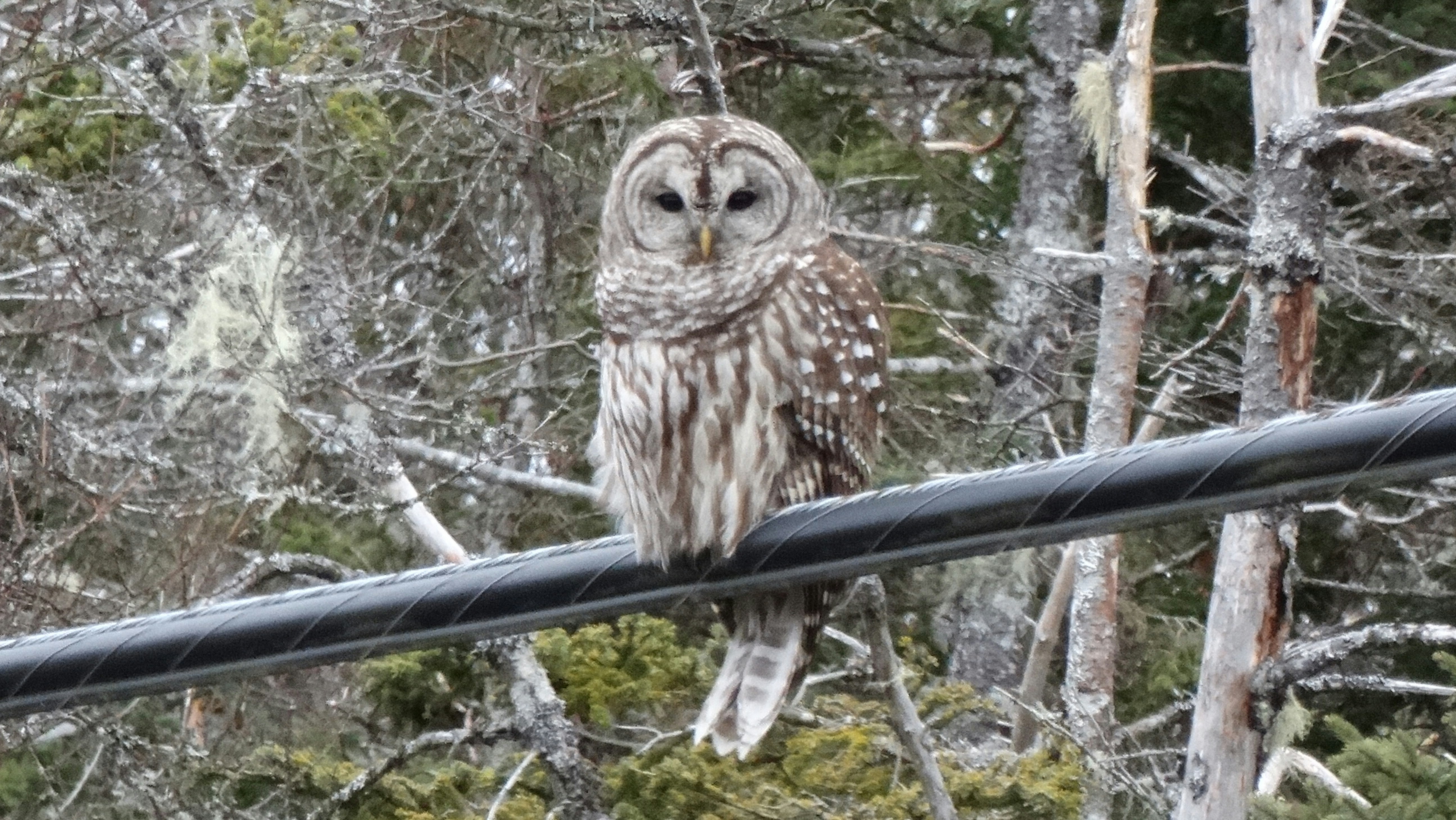 Midwinter Watch: Owl on a Cable in a Mossy Thicket
