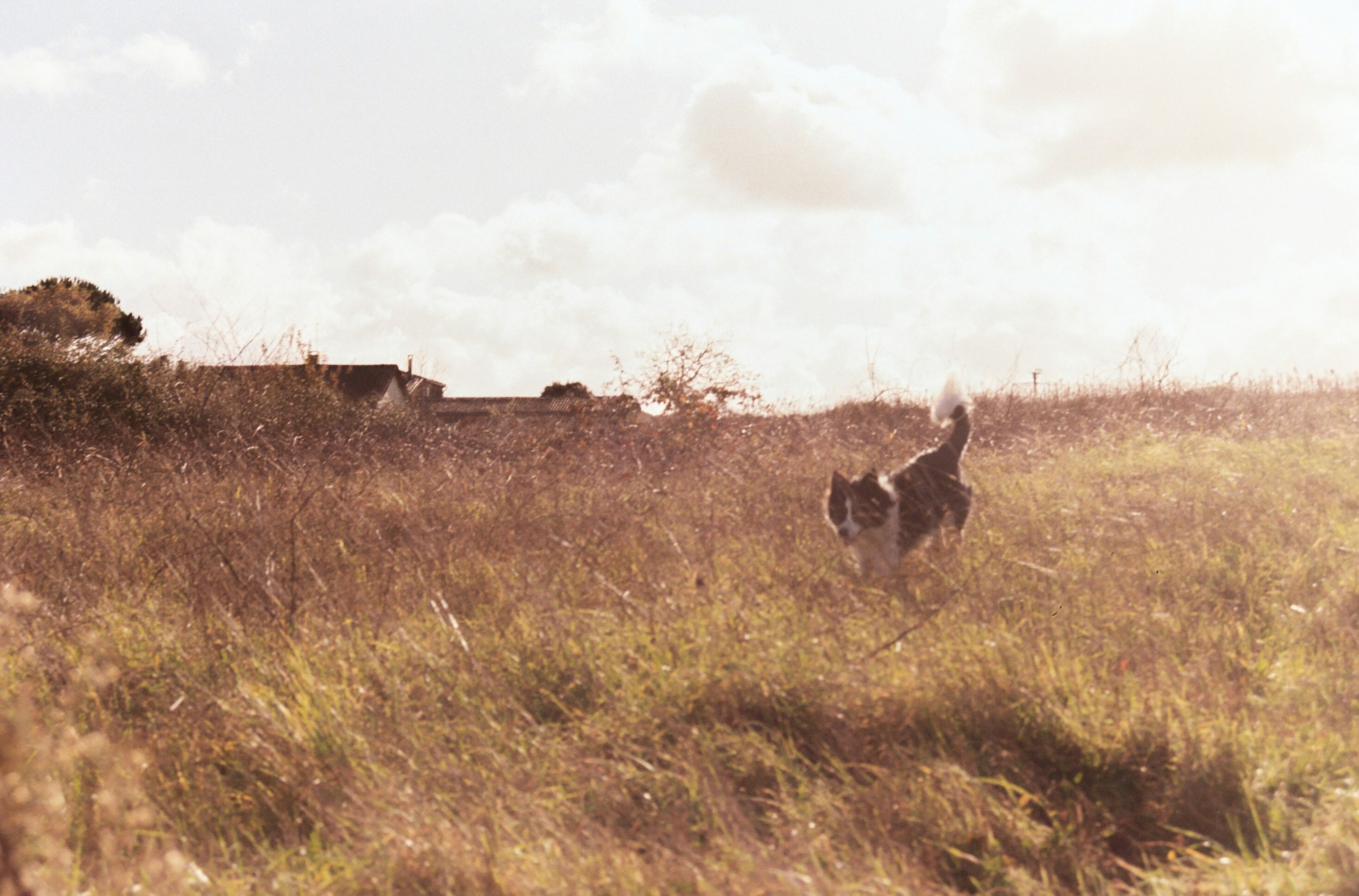 Dog joyfully running through a sunlit field of tall grass under a cloudy sky.