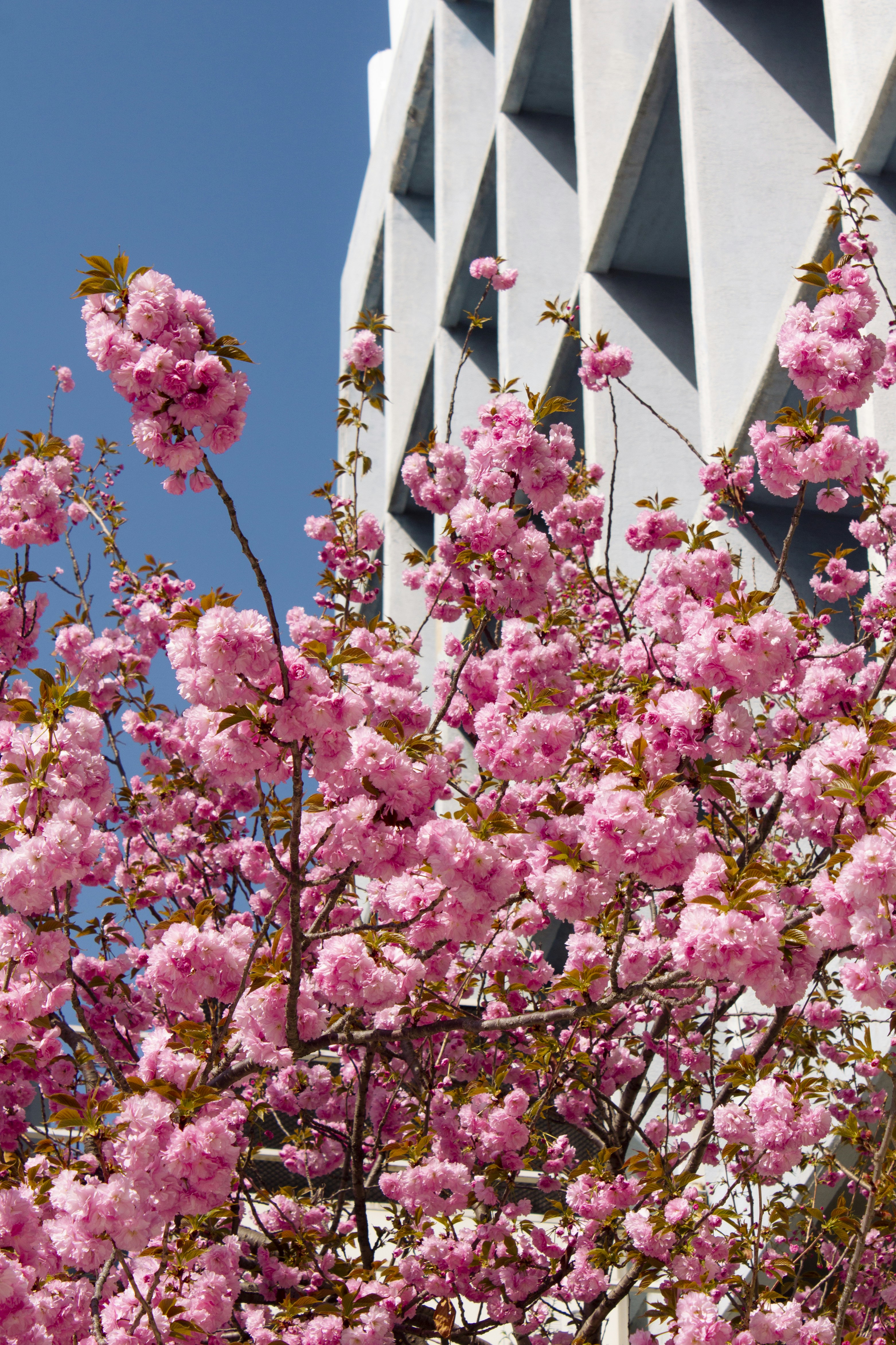 Un arbre aux fleurs roses devant un bâtiment photo – Photo La nature ...