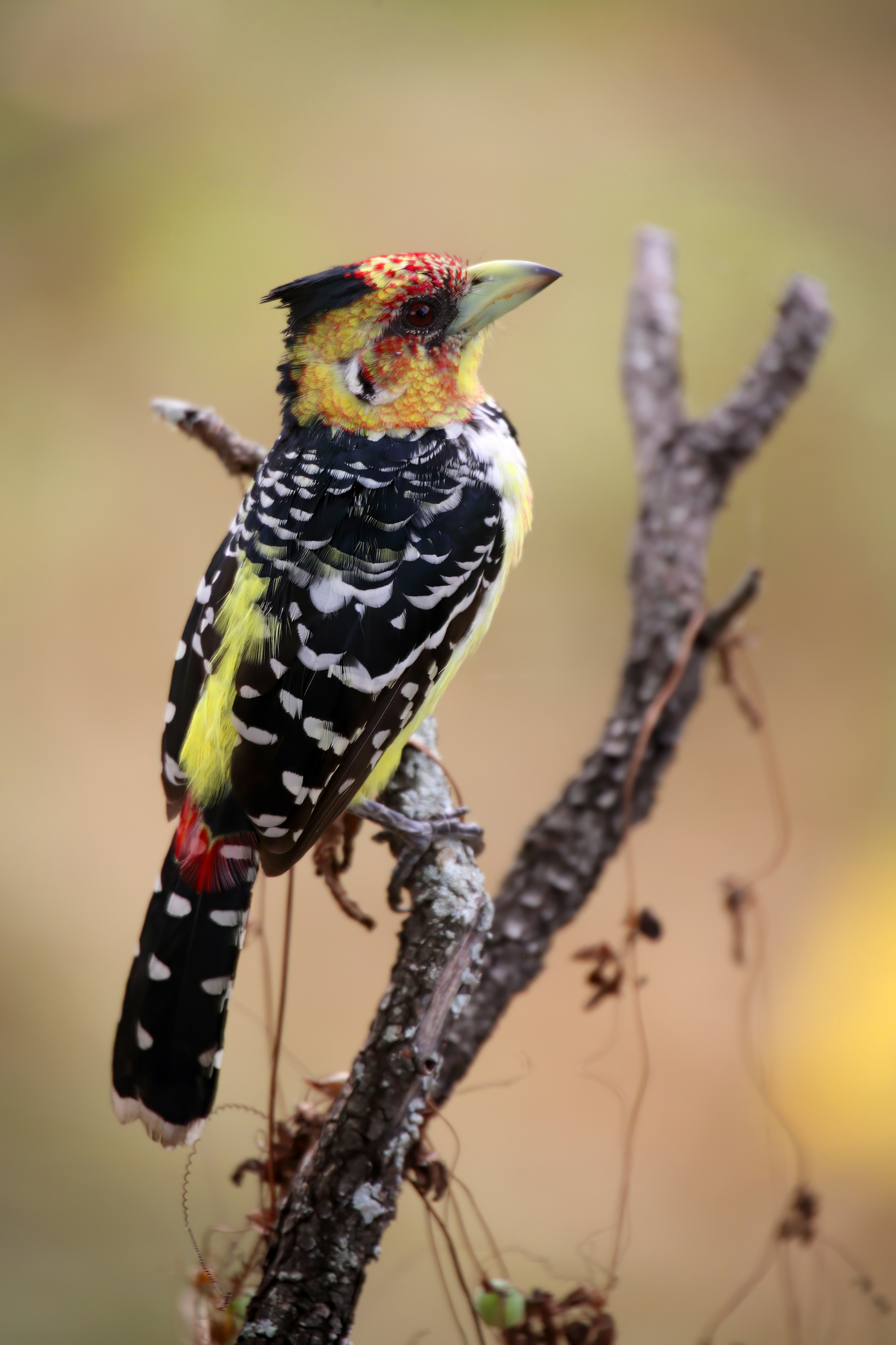 A Vibrant Portrait of Nature's Artisan