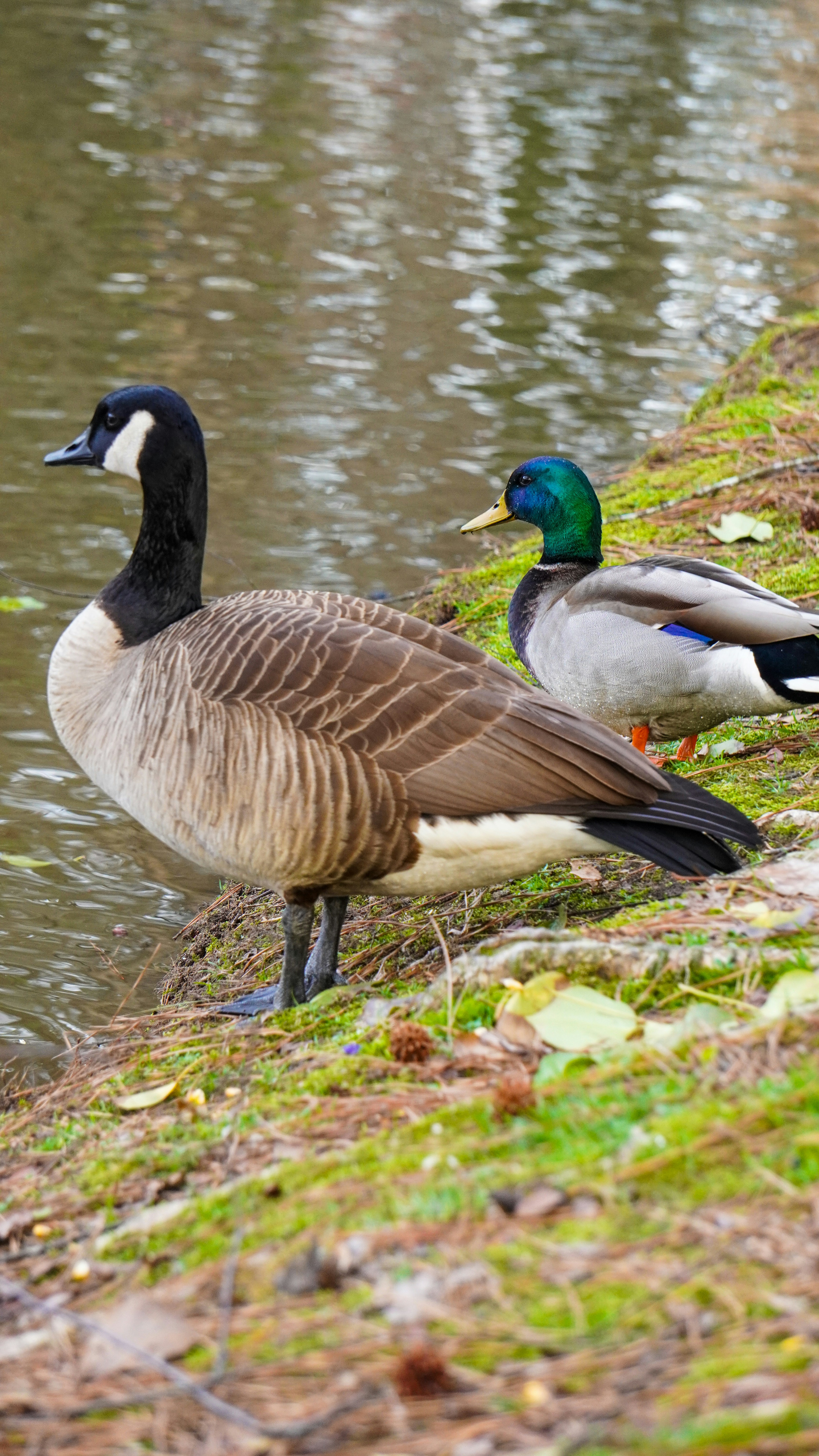 a couple of ducks standing next to a body of water