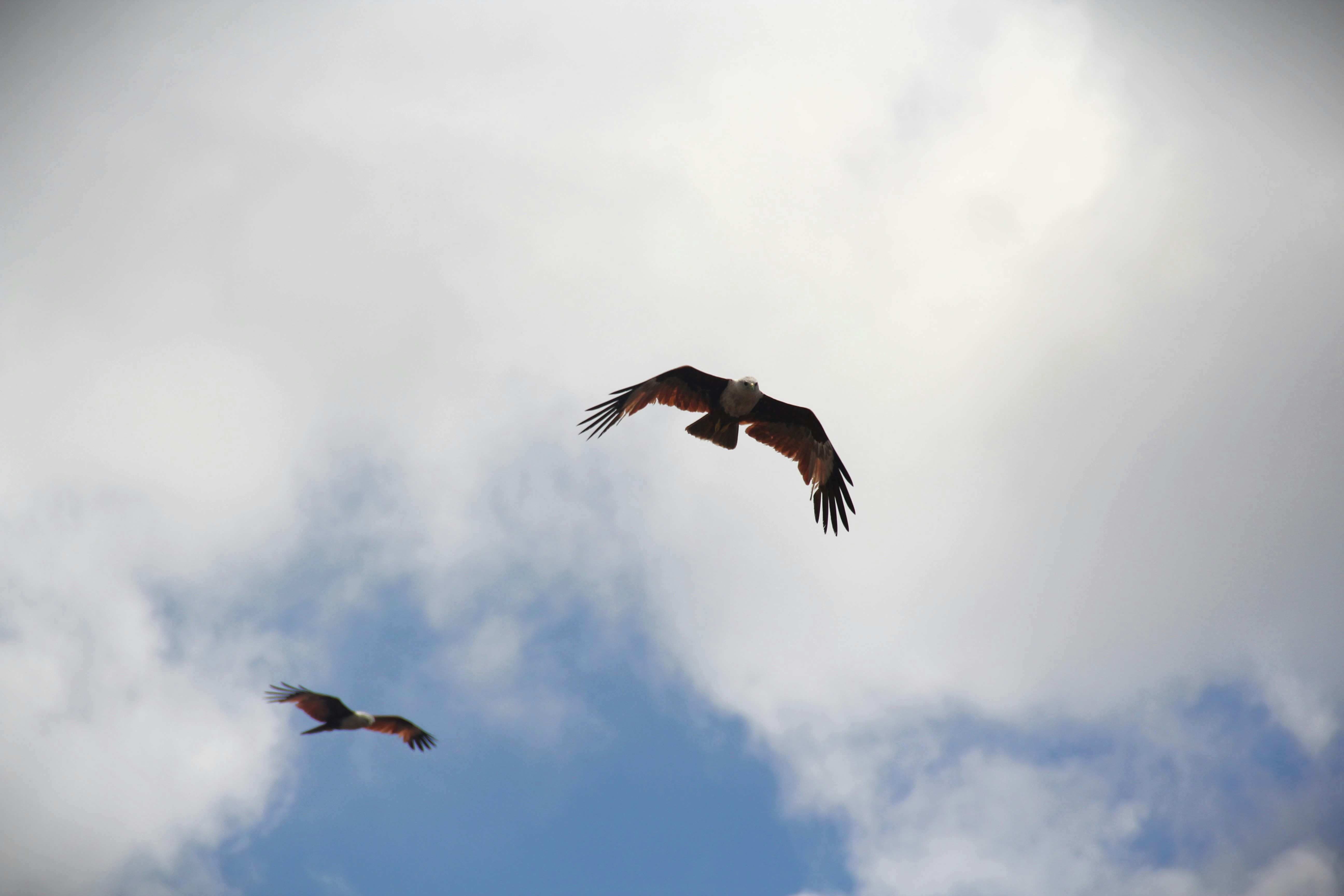 This is the photo of Bald Eagles flying on the sky.