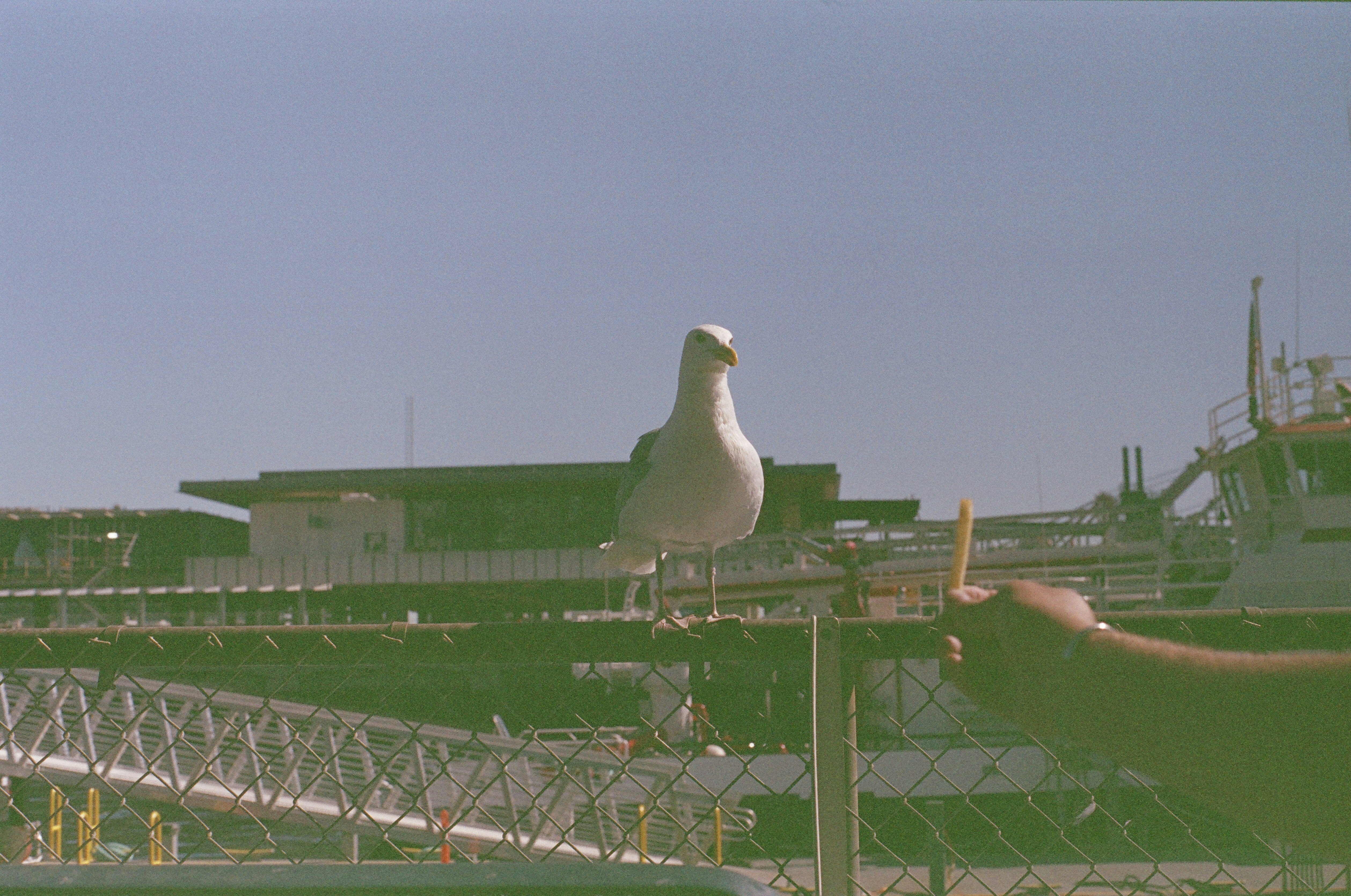 Seagull on the Pier: Quiet Watcher Over a Tidal Fence